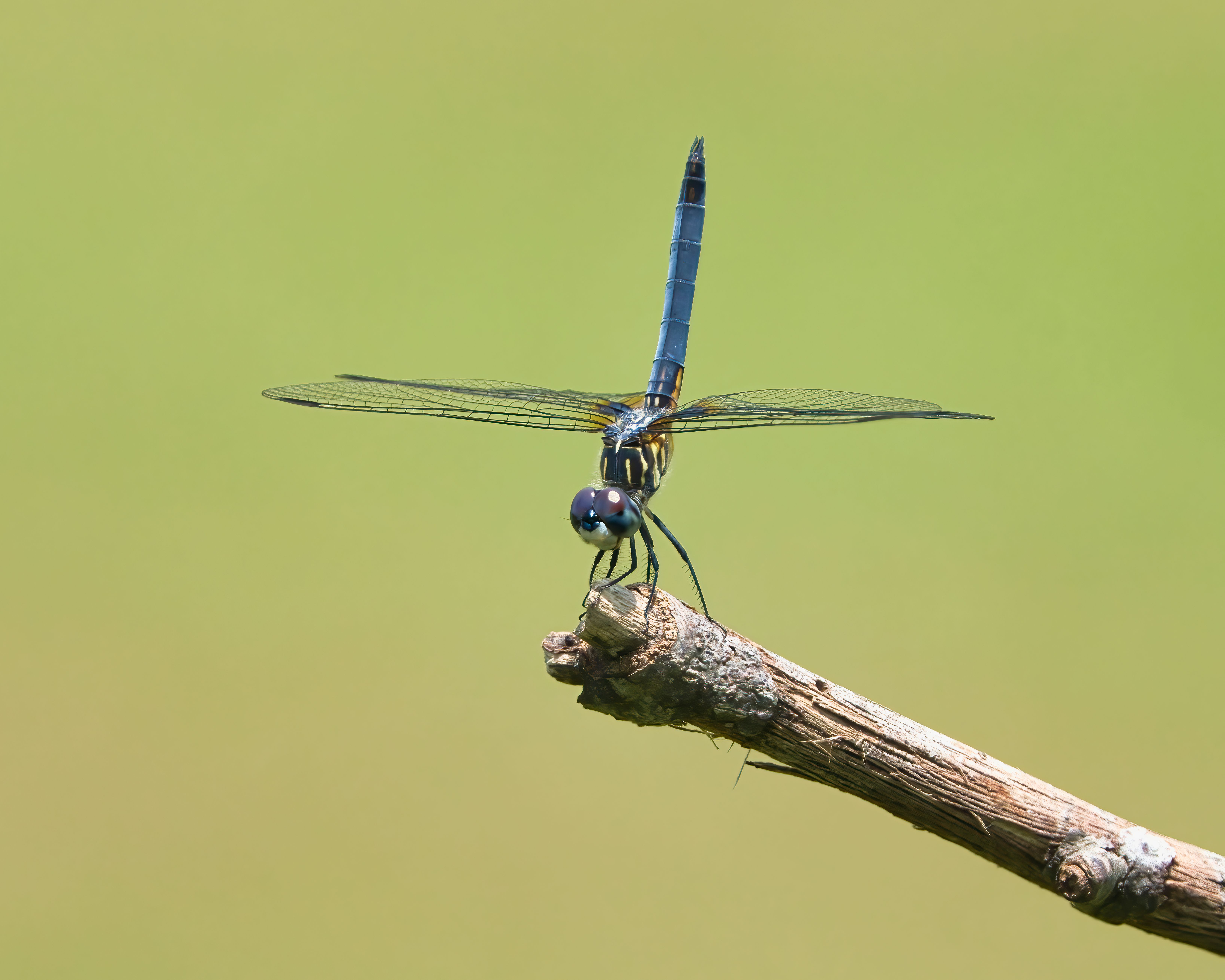 Dragonfly on Branch · Free Stock Photo