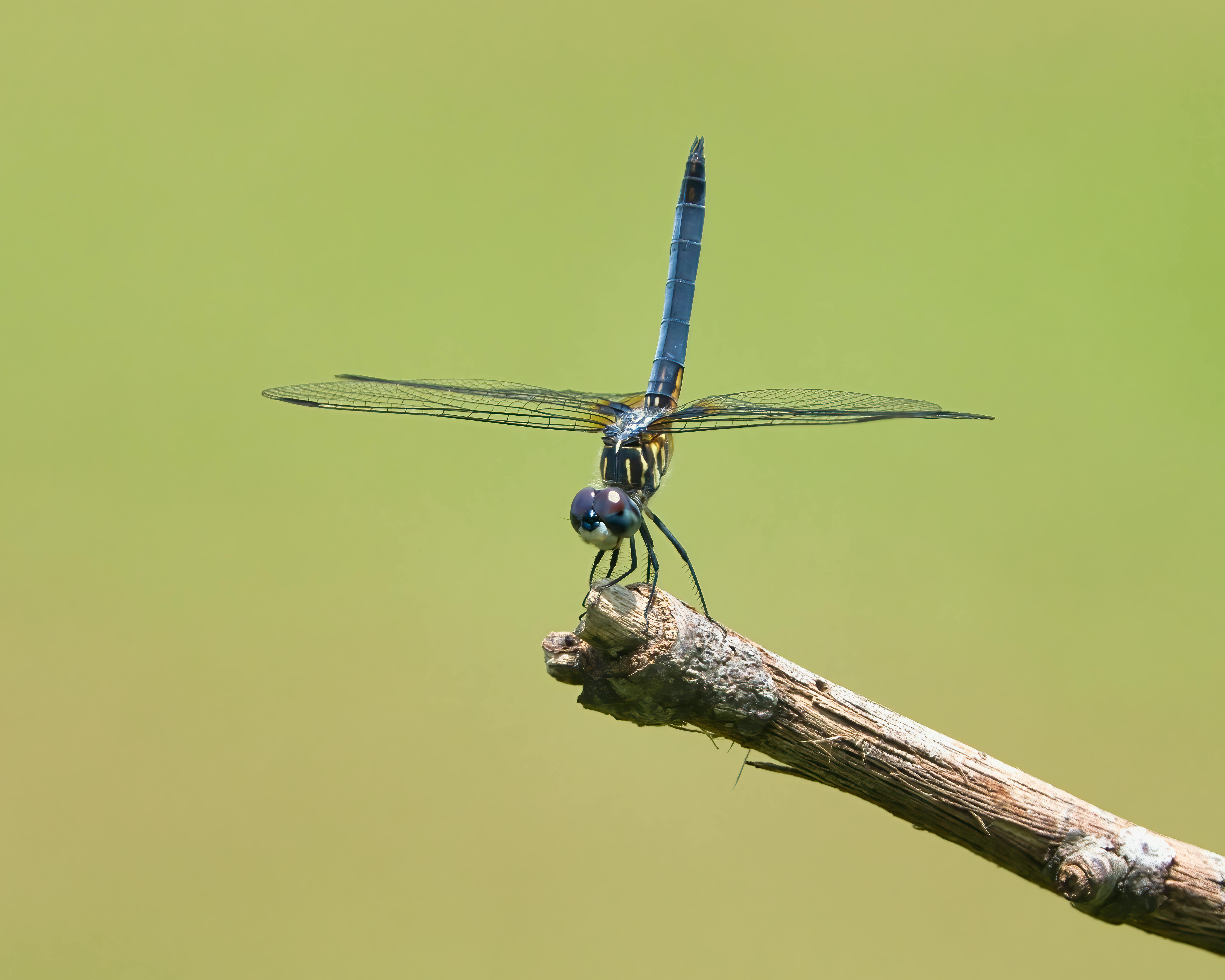 Male Blue Dasher Dragonfly · Free Stock Photo