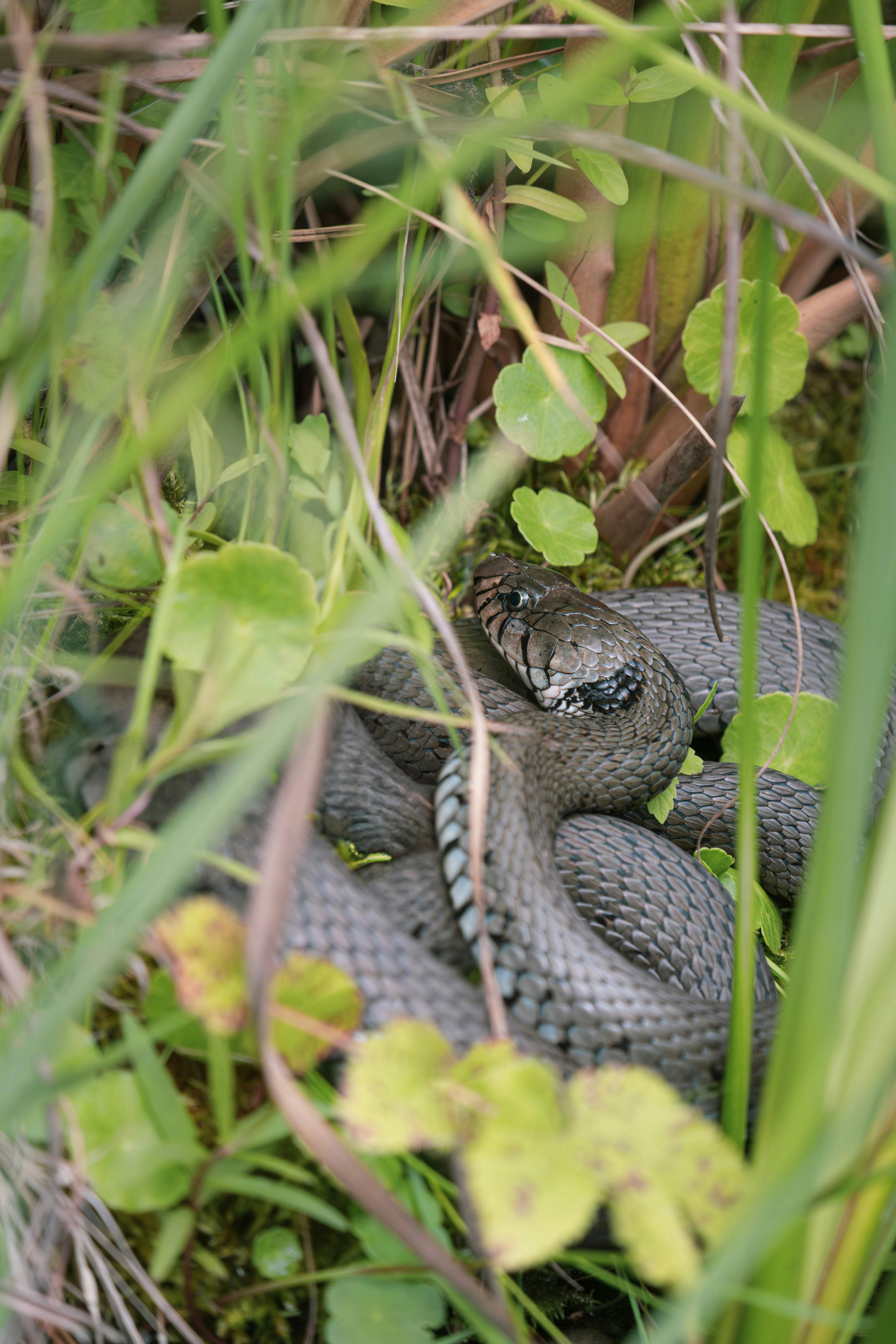 Snake Lying in Grass · Free Stock Photo