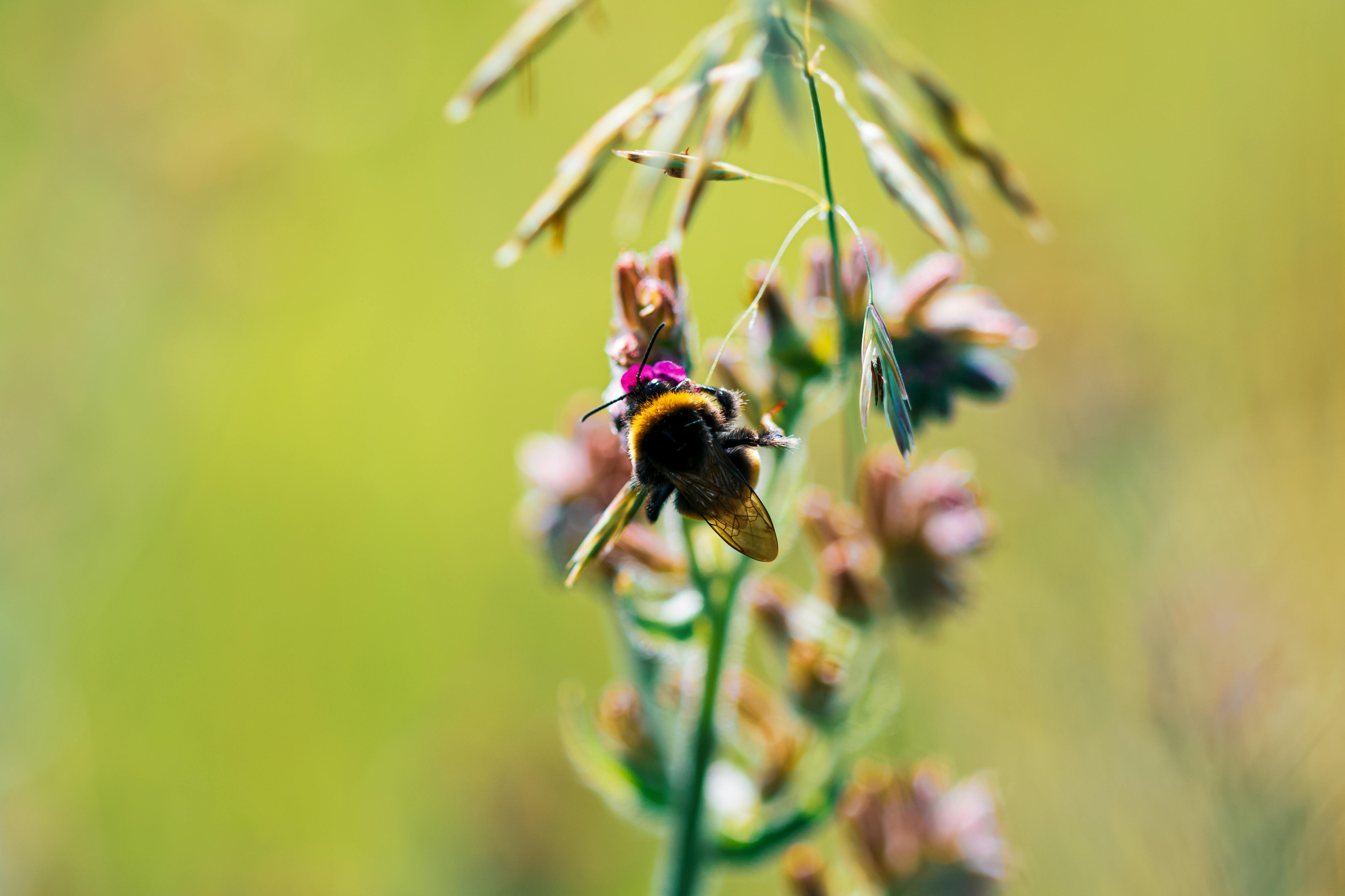 Bumblebee on Plant · Free Stock Photo
