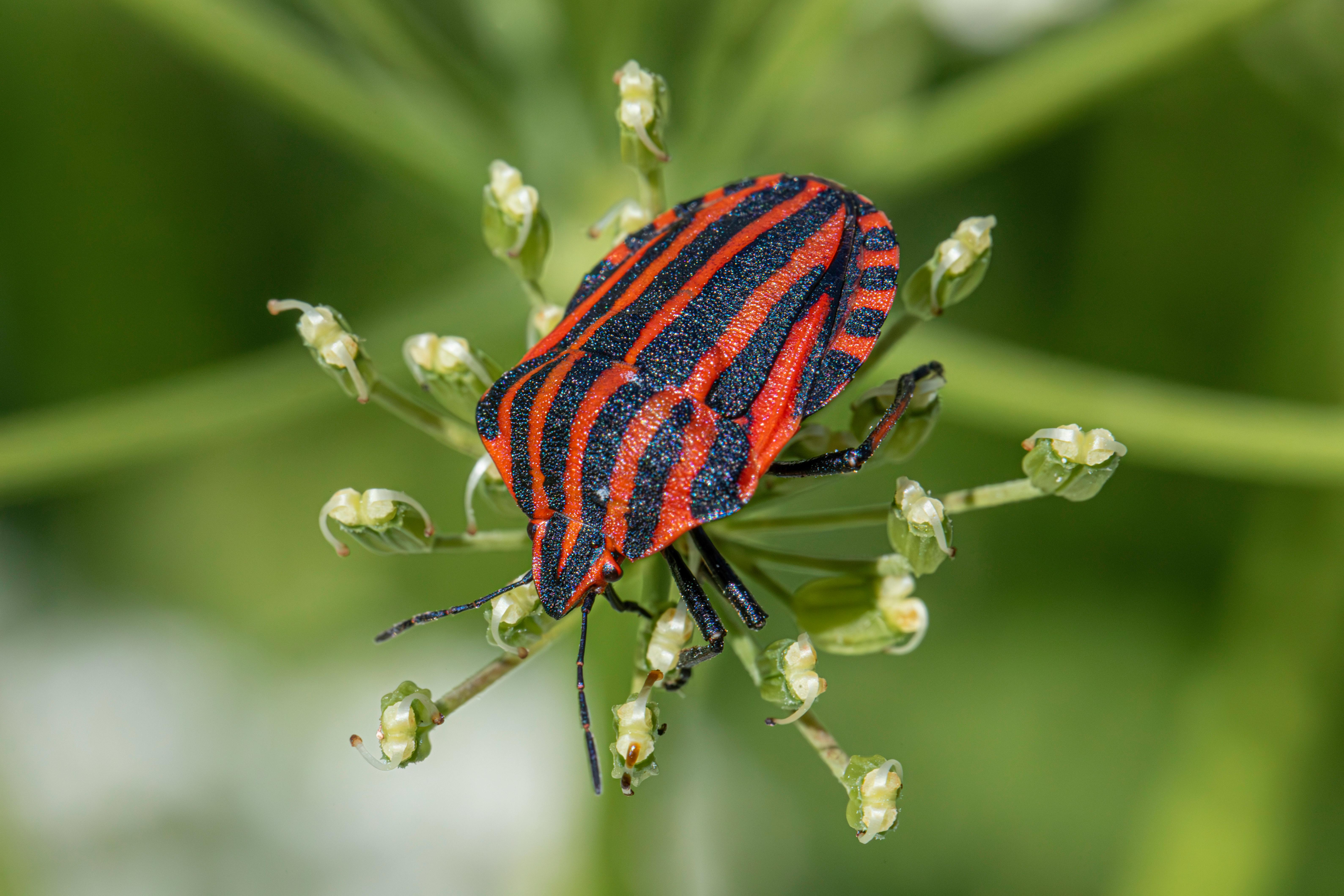 A red and black striped bug on a flower · Free Stock Photo