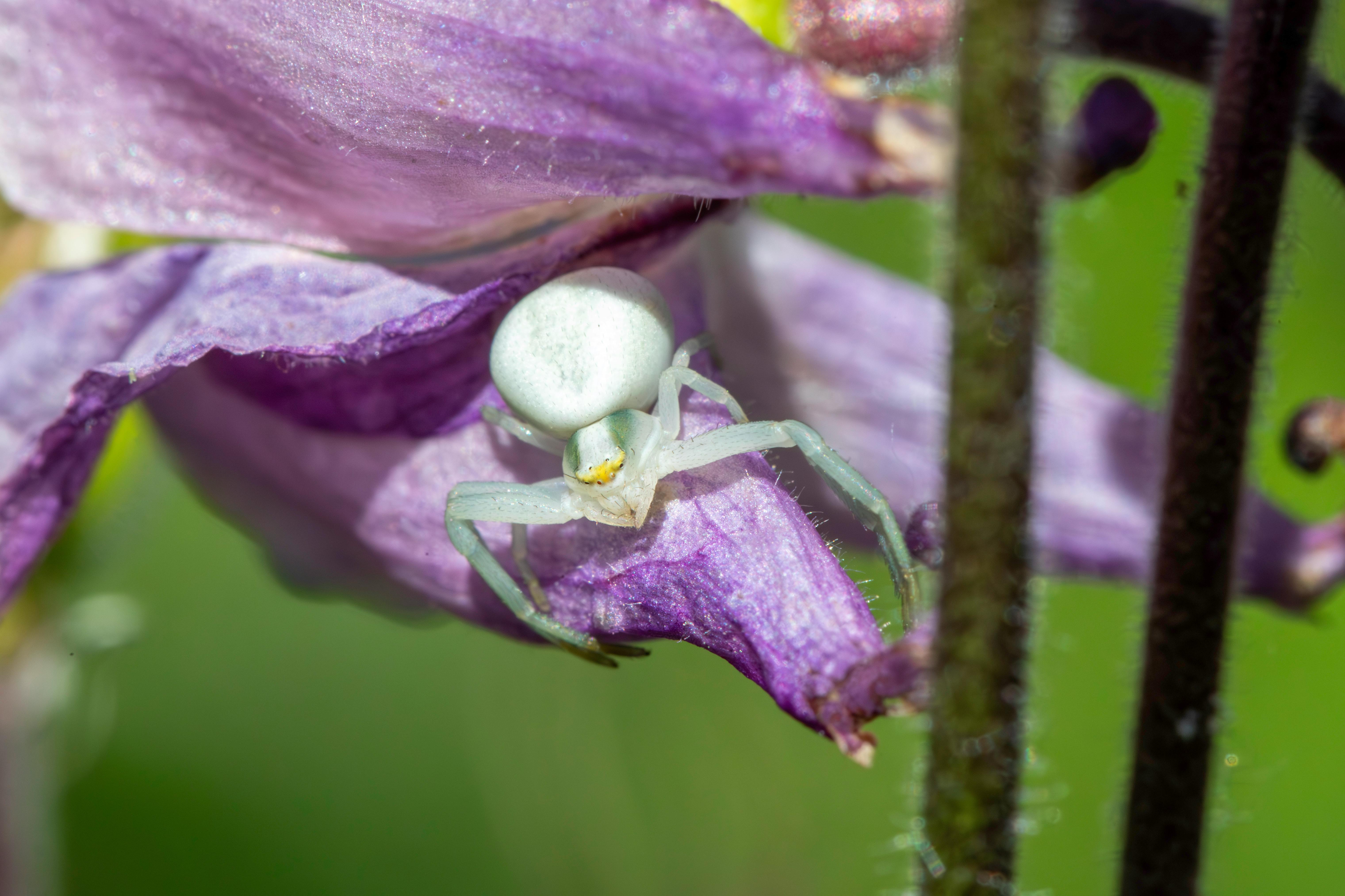 Spider on Flower · Free Stock Photo
