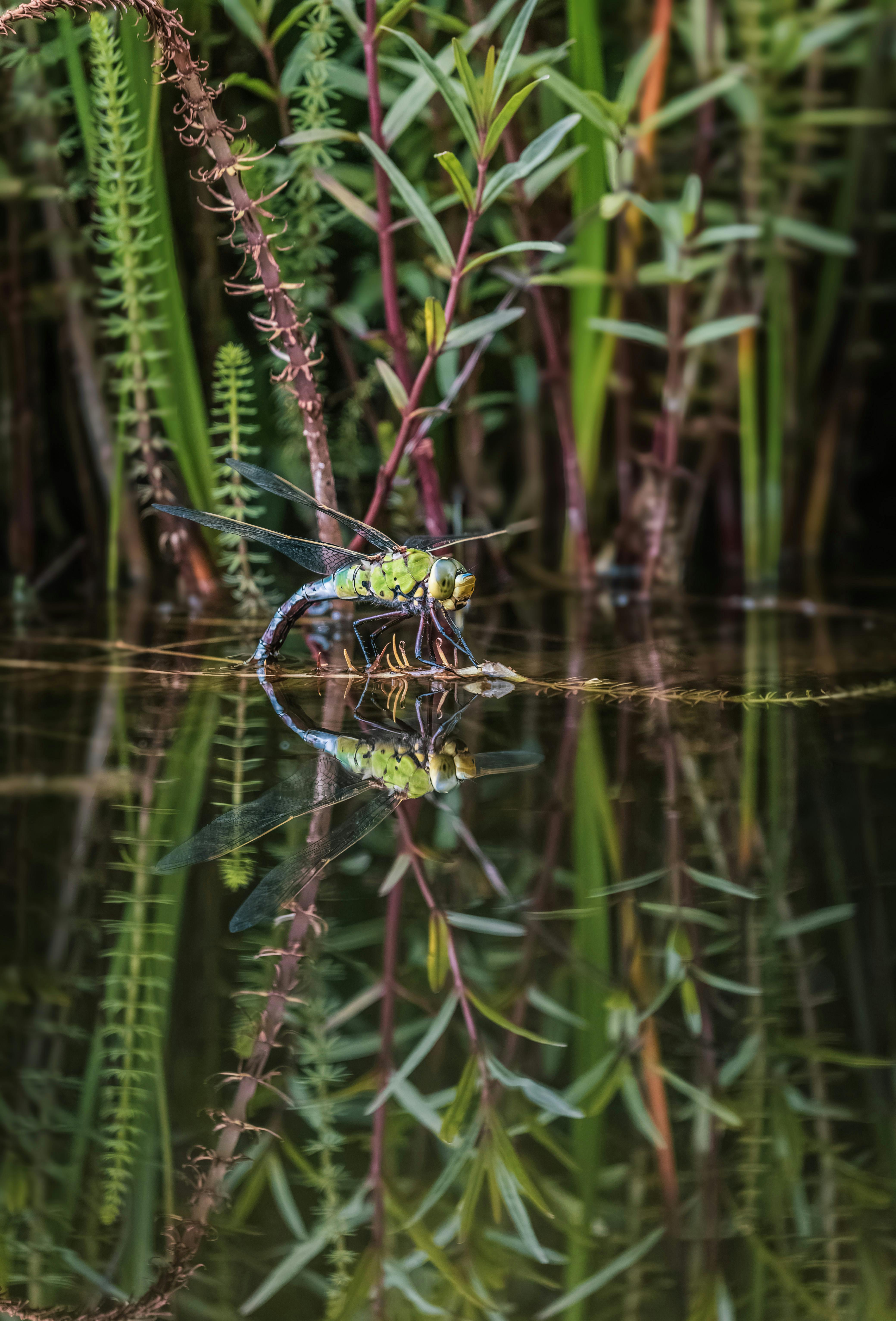 Dragonfly on Water · Free Stock Photo