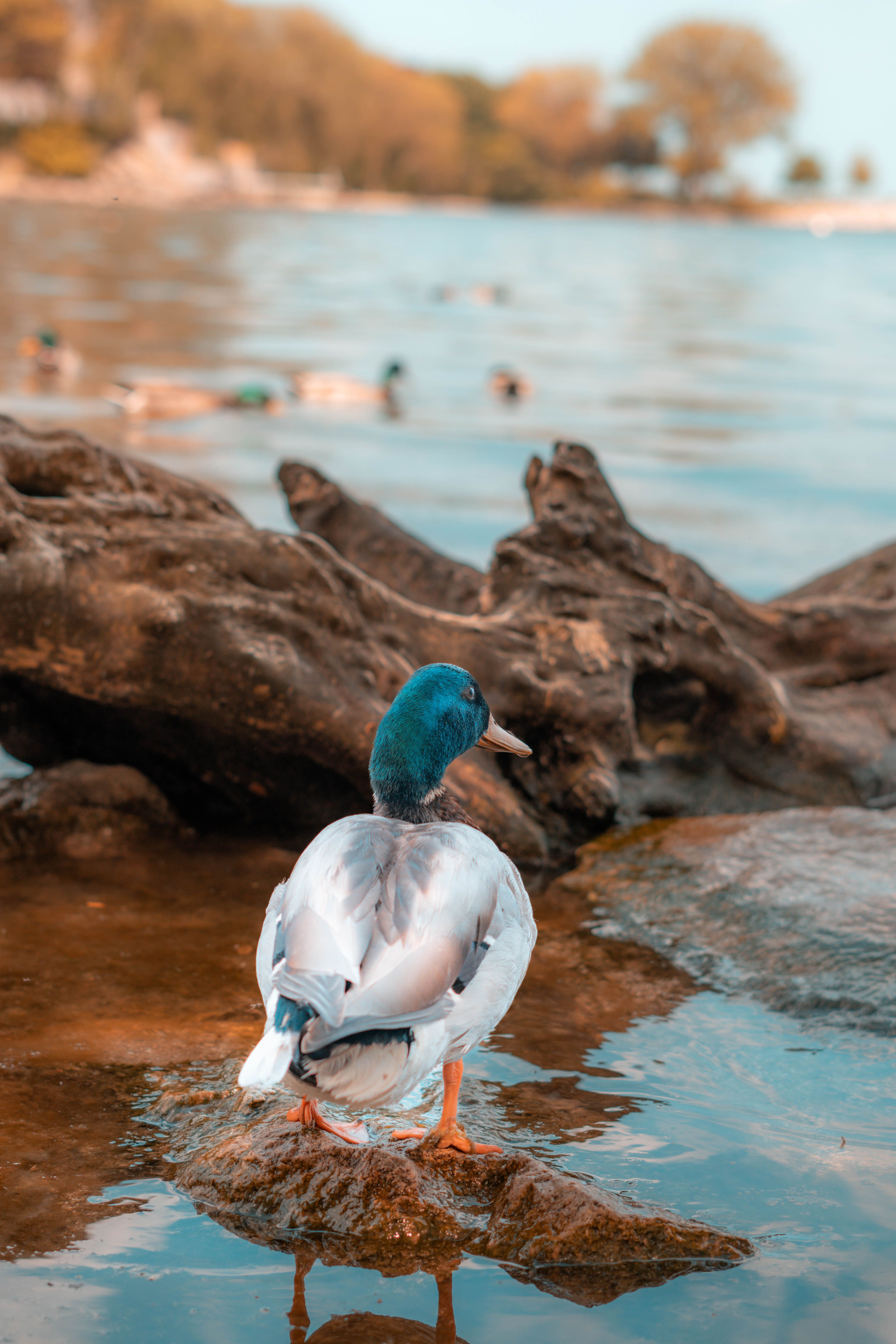 Back View of Duck · Free Stock Photo