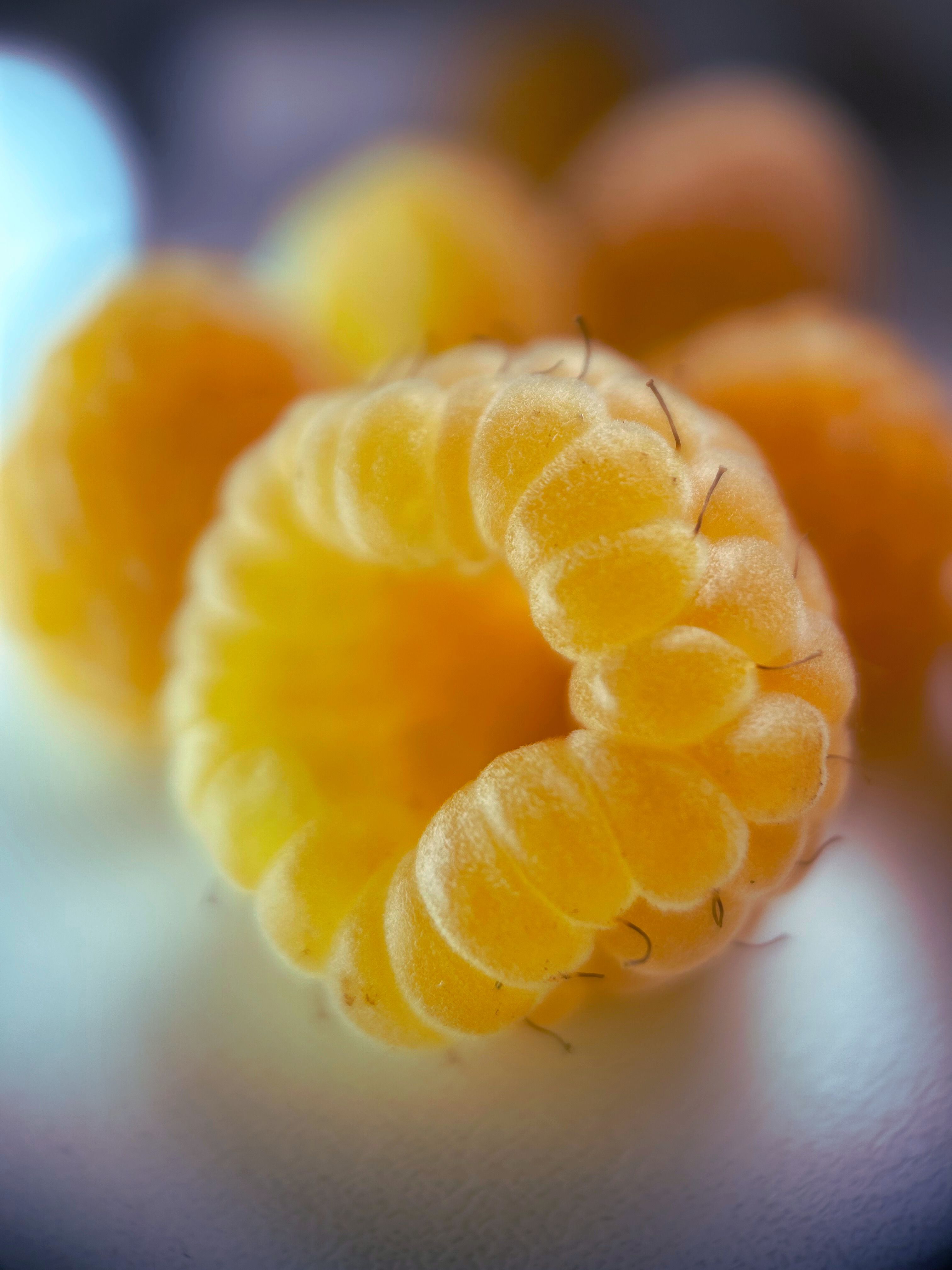 Extreme Close up of Yellow Berry · Free Stock Photo