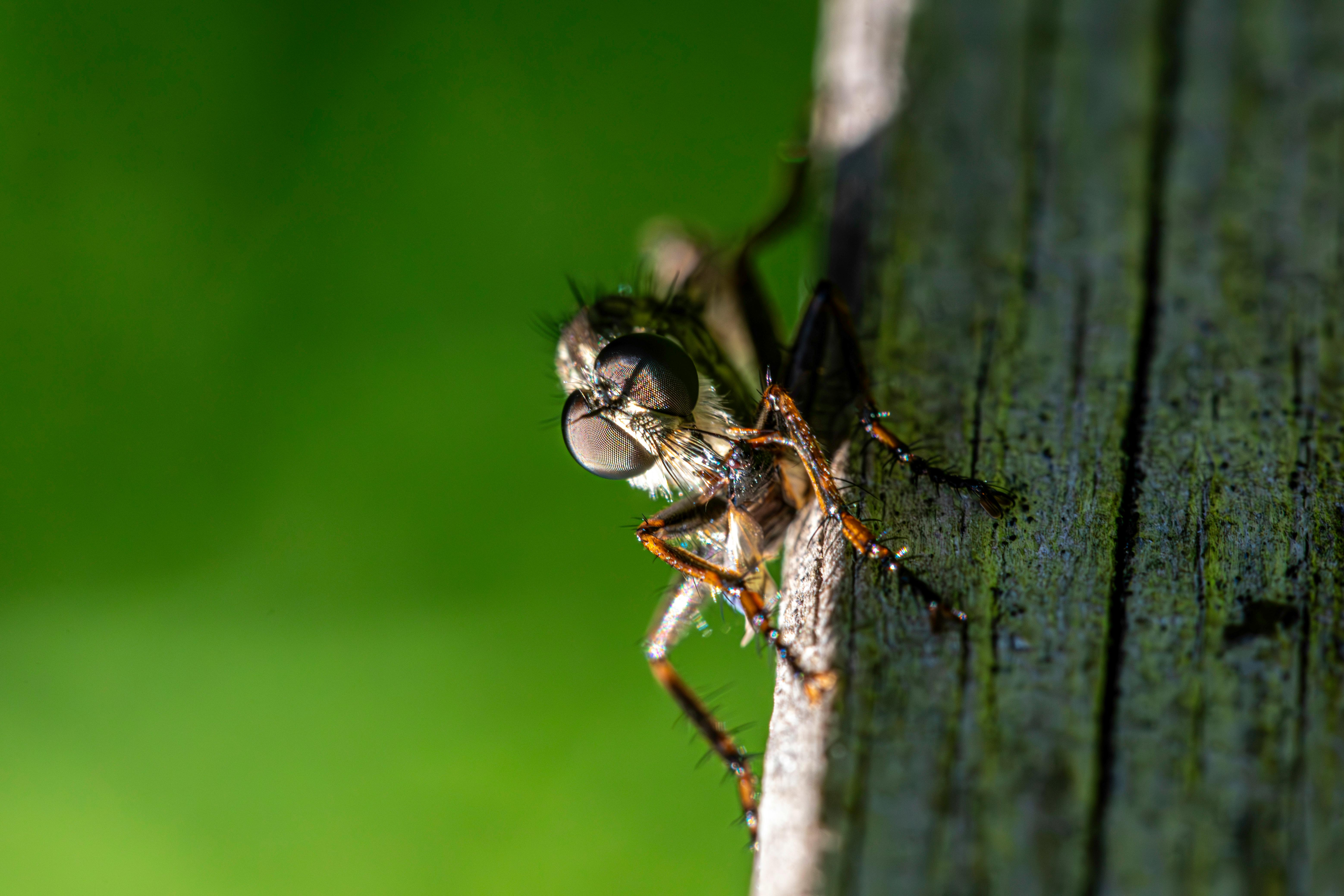 Fly on a Tree · Free Stock Photo