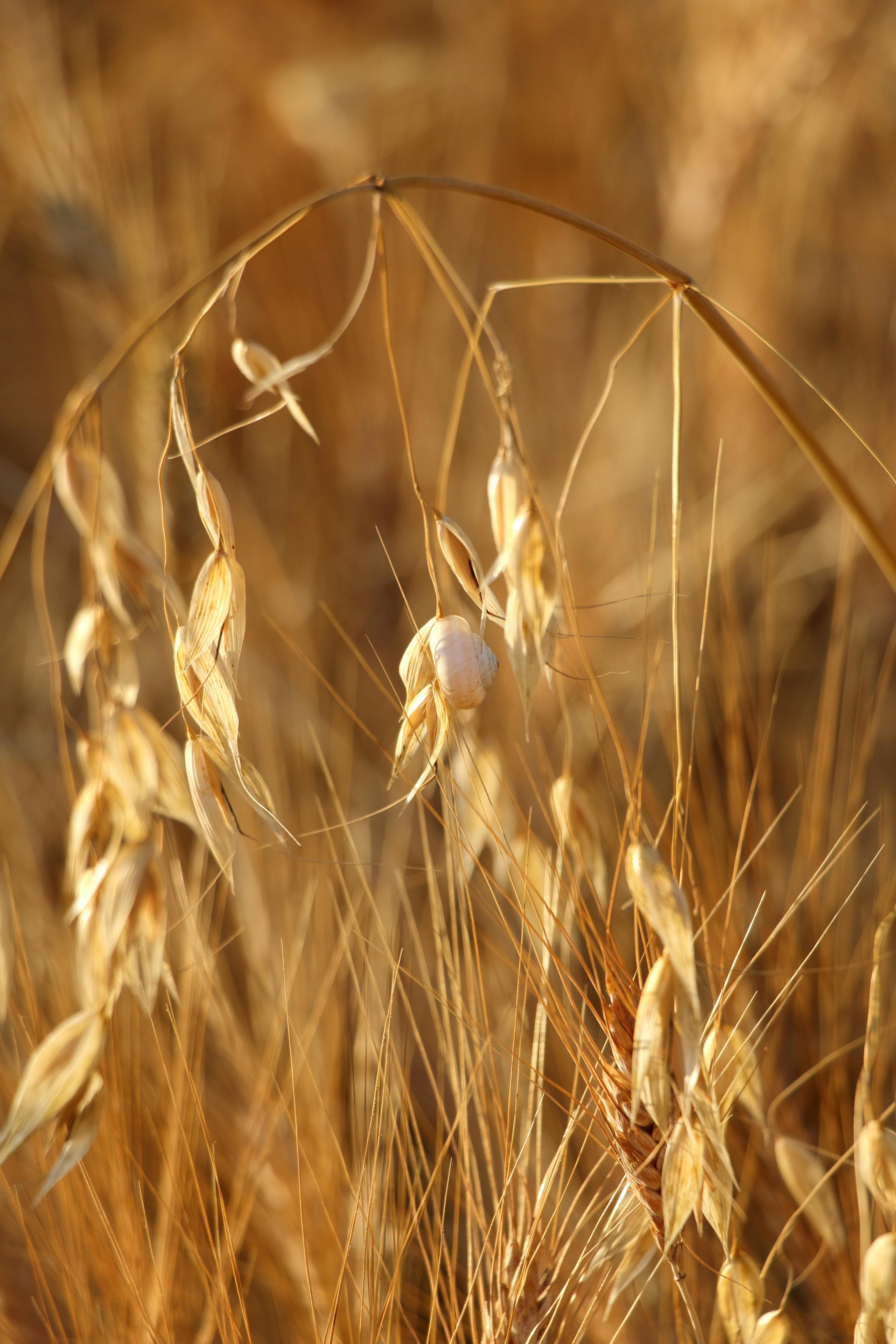 Beige Wheat Field Lot · Free Stock Photo