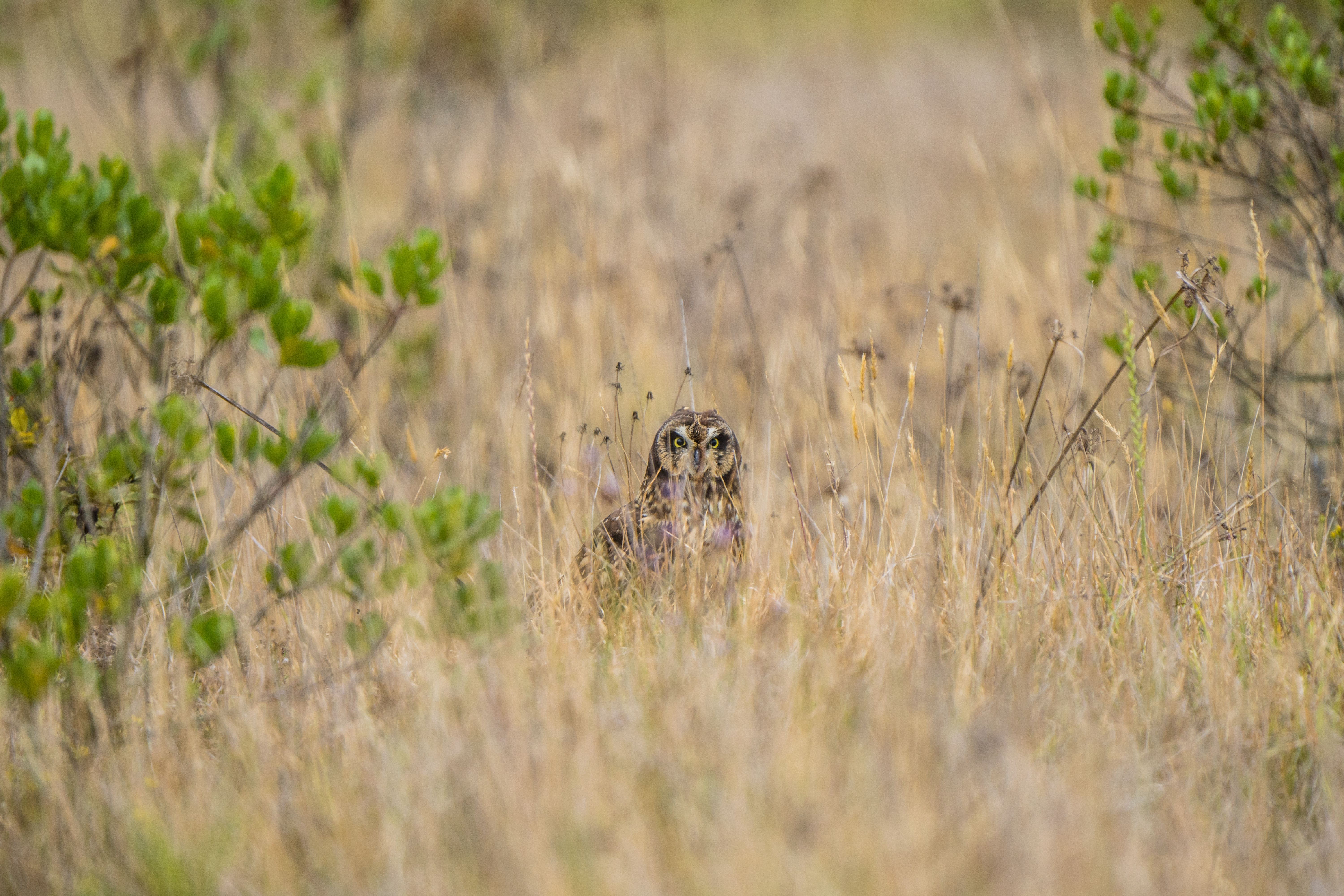 Buho flammeus · Free Stock Photo