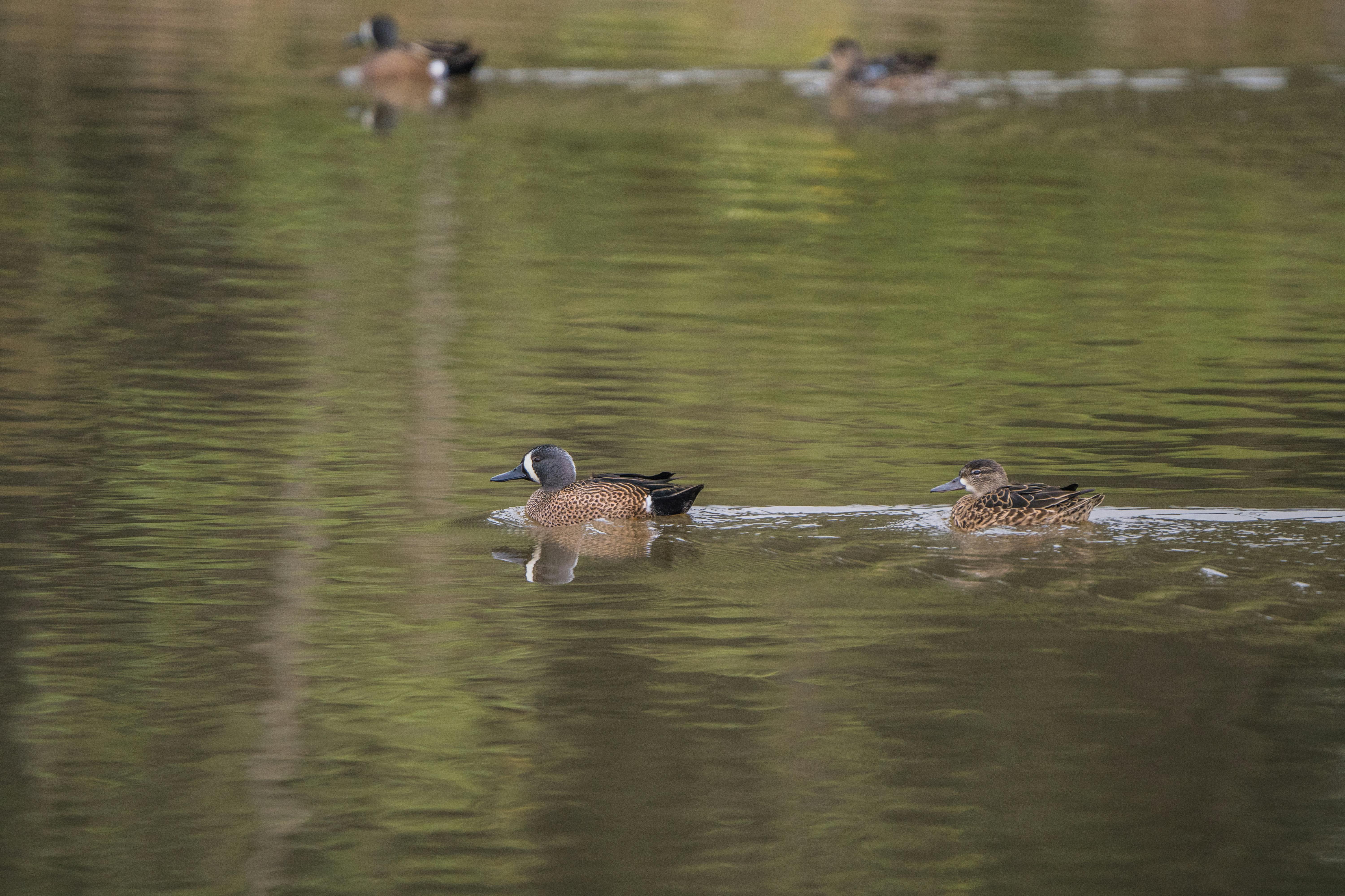 Cape Teal Ducks Photos, Download The BEST Free Cape Teal Ducks Stock ...