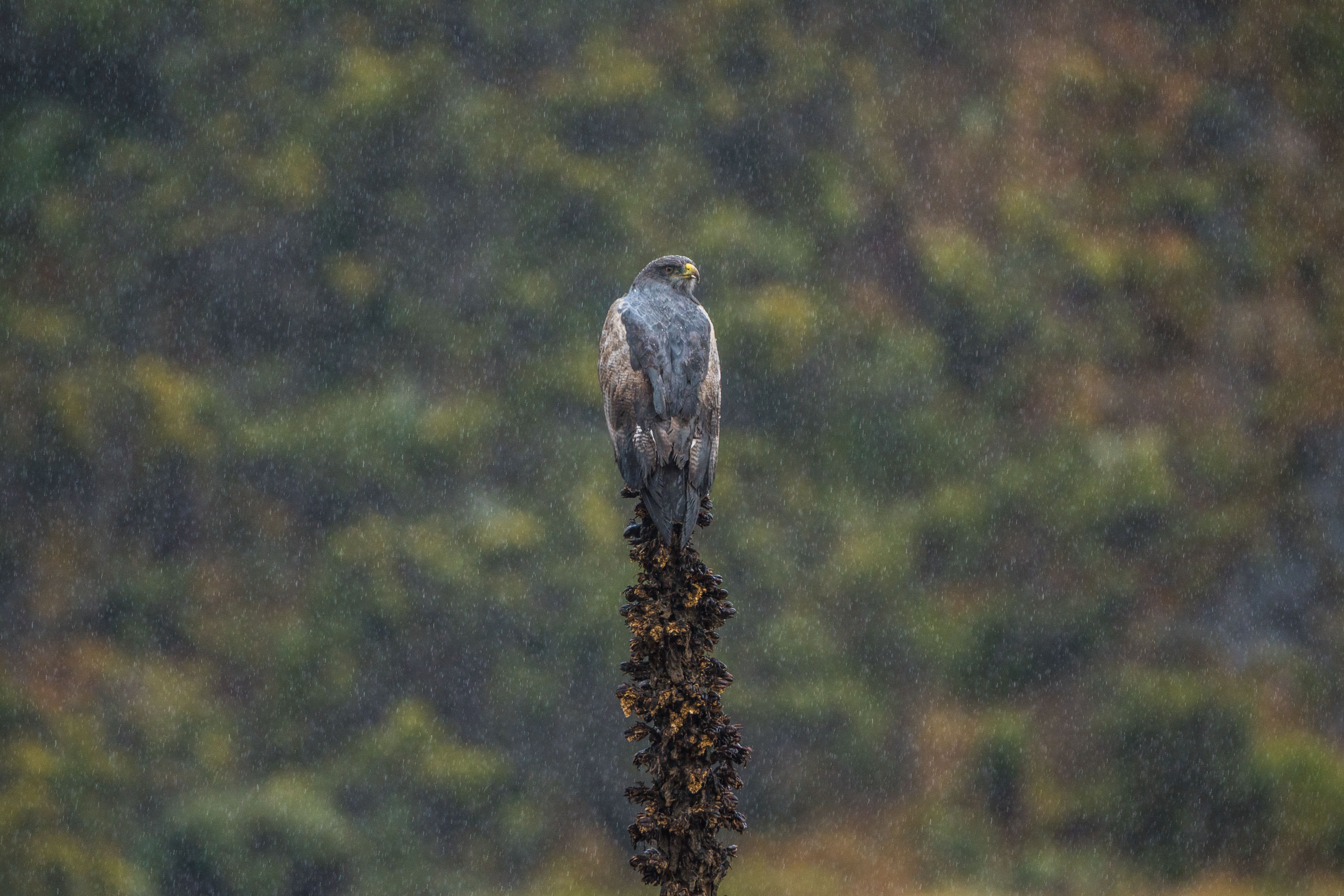 Wet Hawk Photos, Download The BEST Free Wet Hawk Stock Photos & HD Images