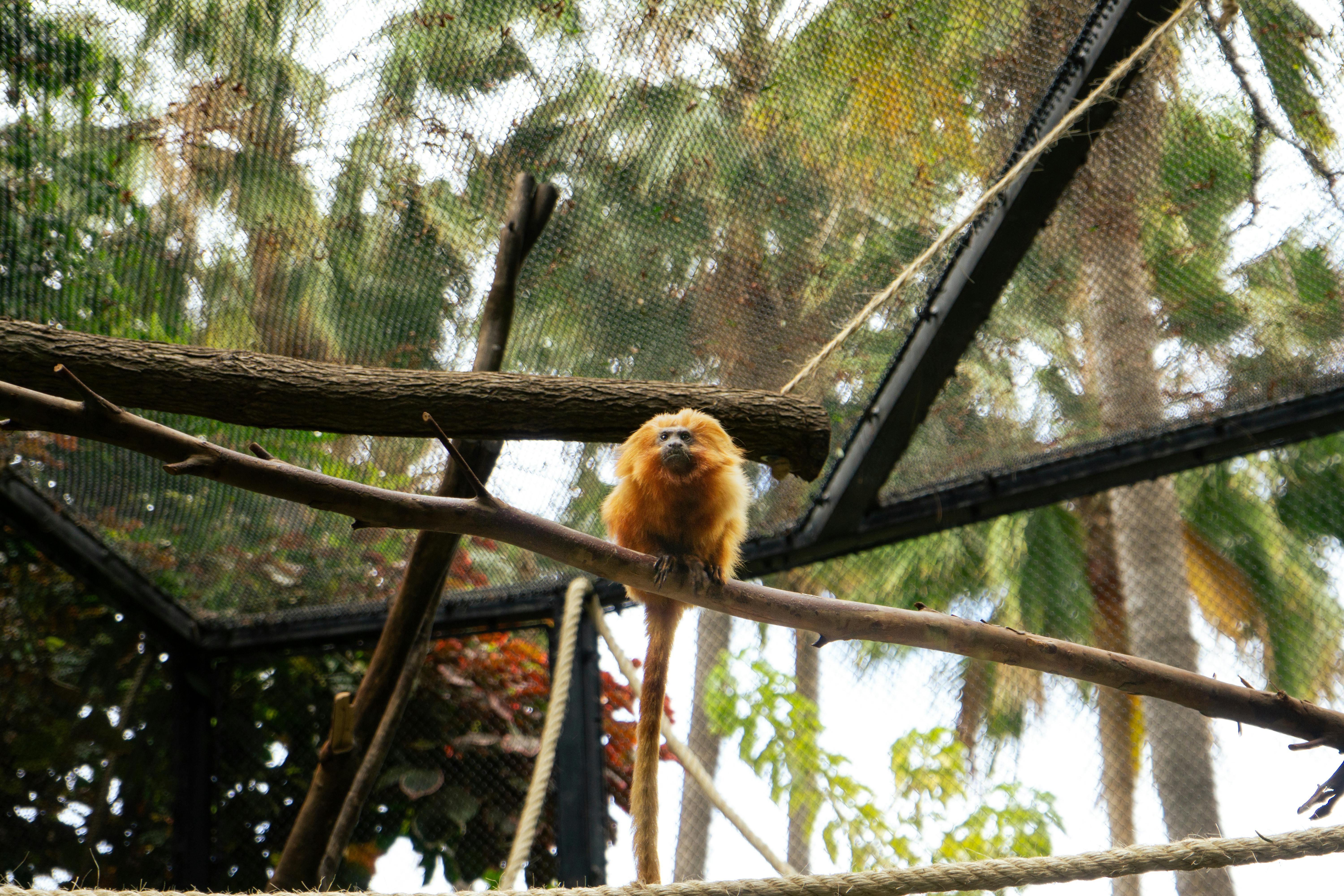 Monkey at the Zoo · Free Stock Photo