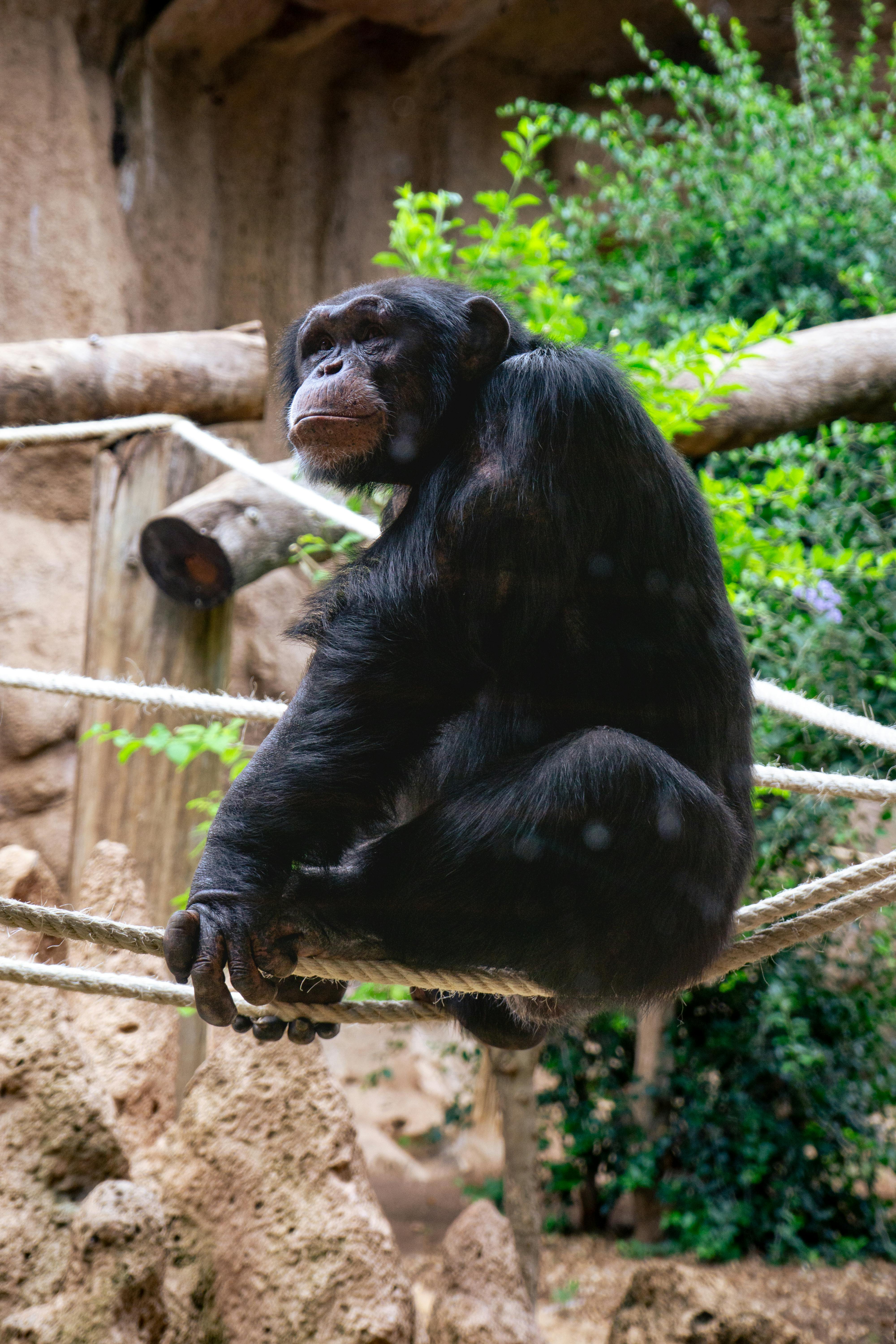 Chimpanzee Sitting on Ropes · Free Stock Photo