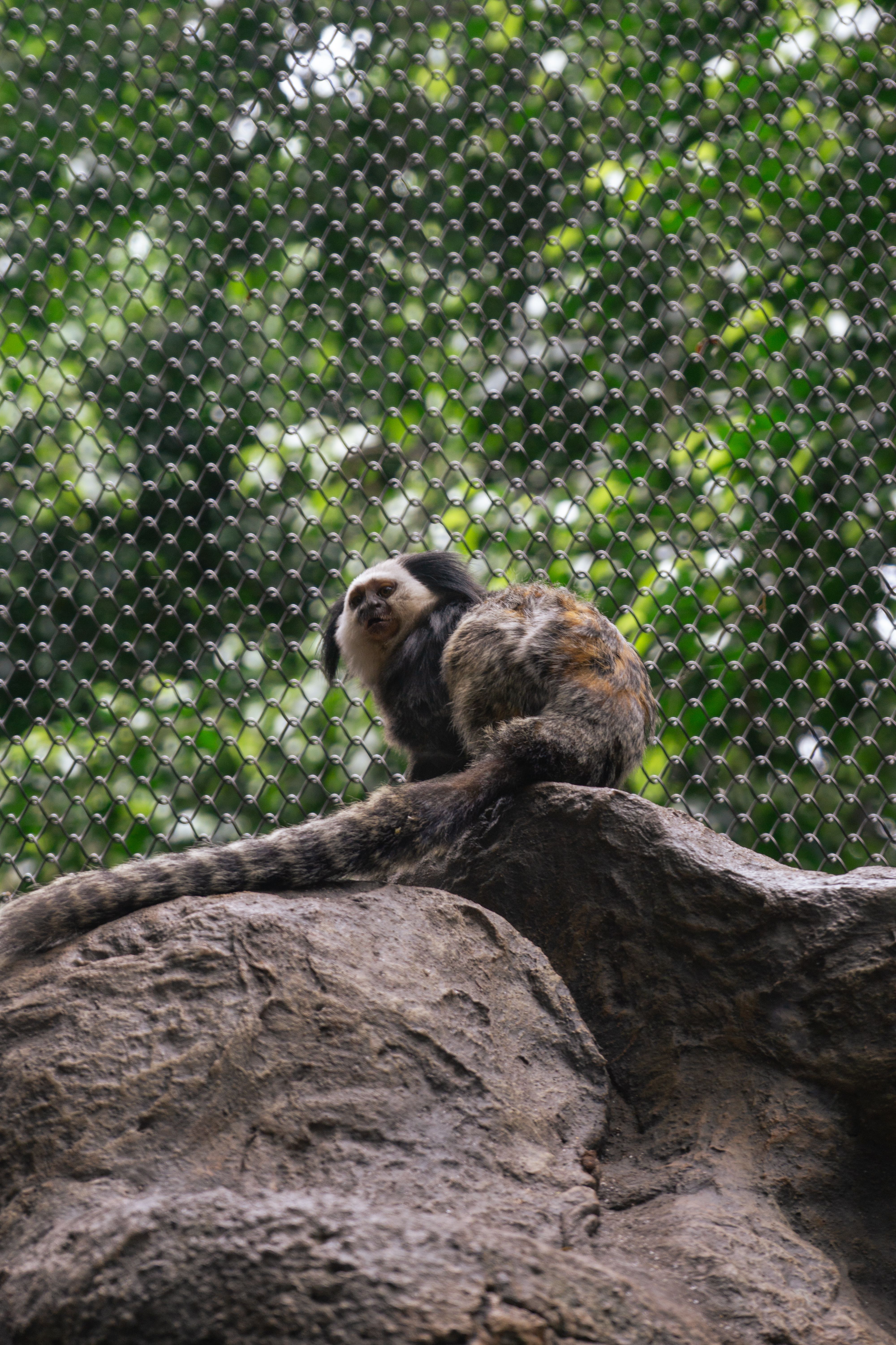 White-headed Marmoset Monkey in Zoo · Free Stock Photo