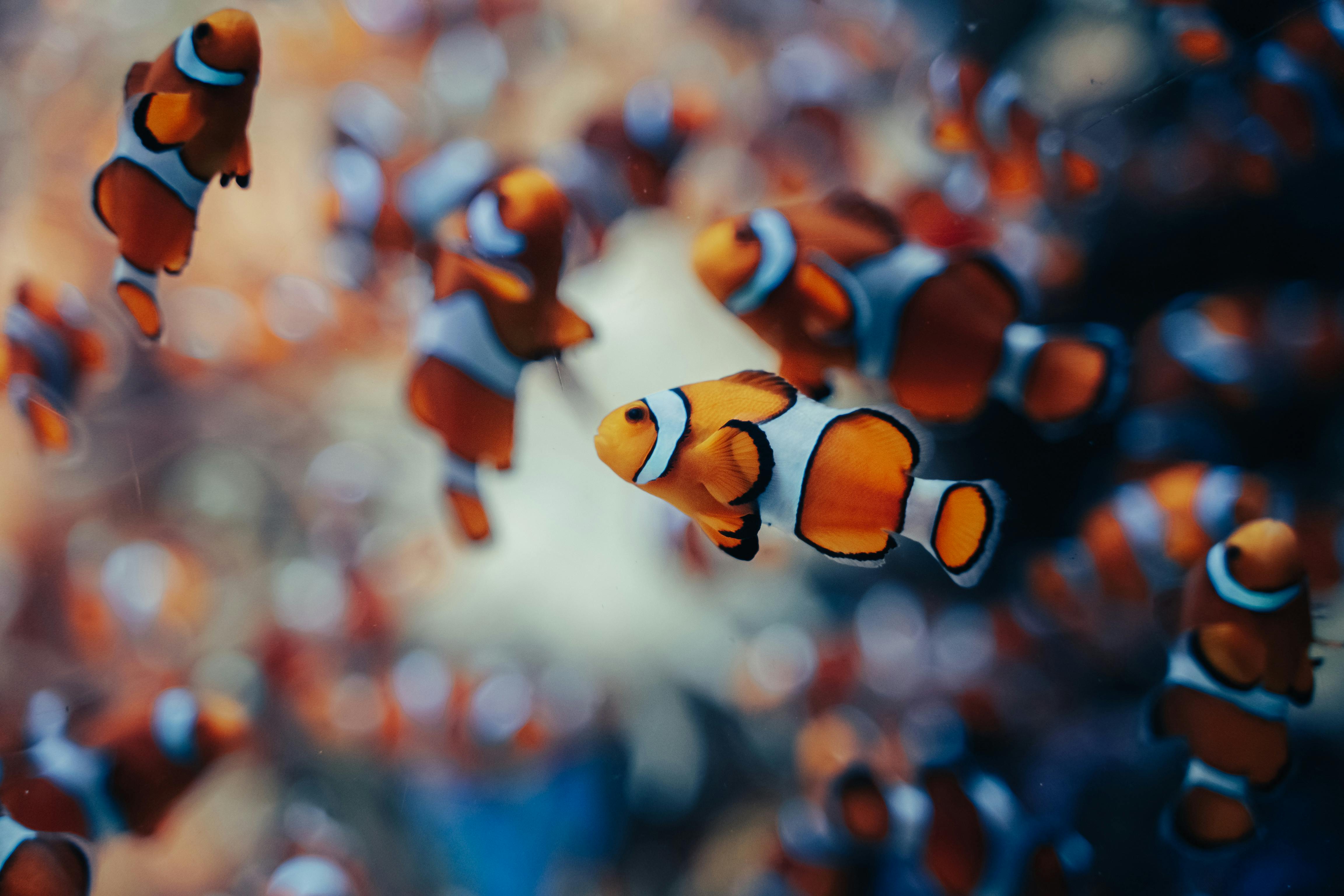 Clown Fish Wallpaper