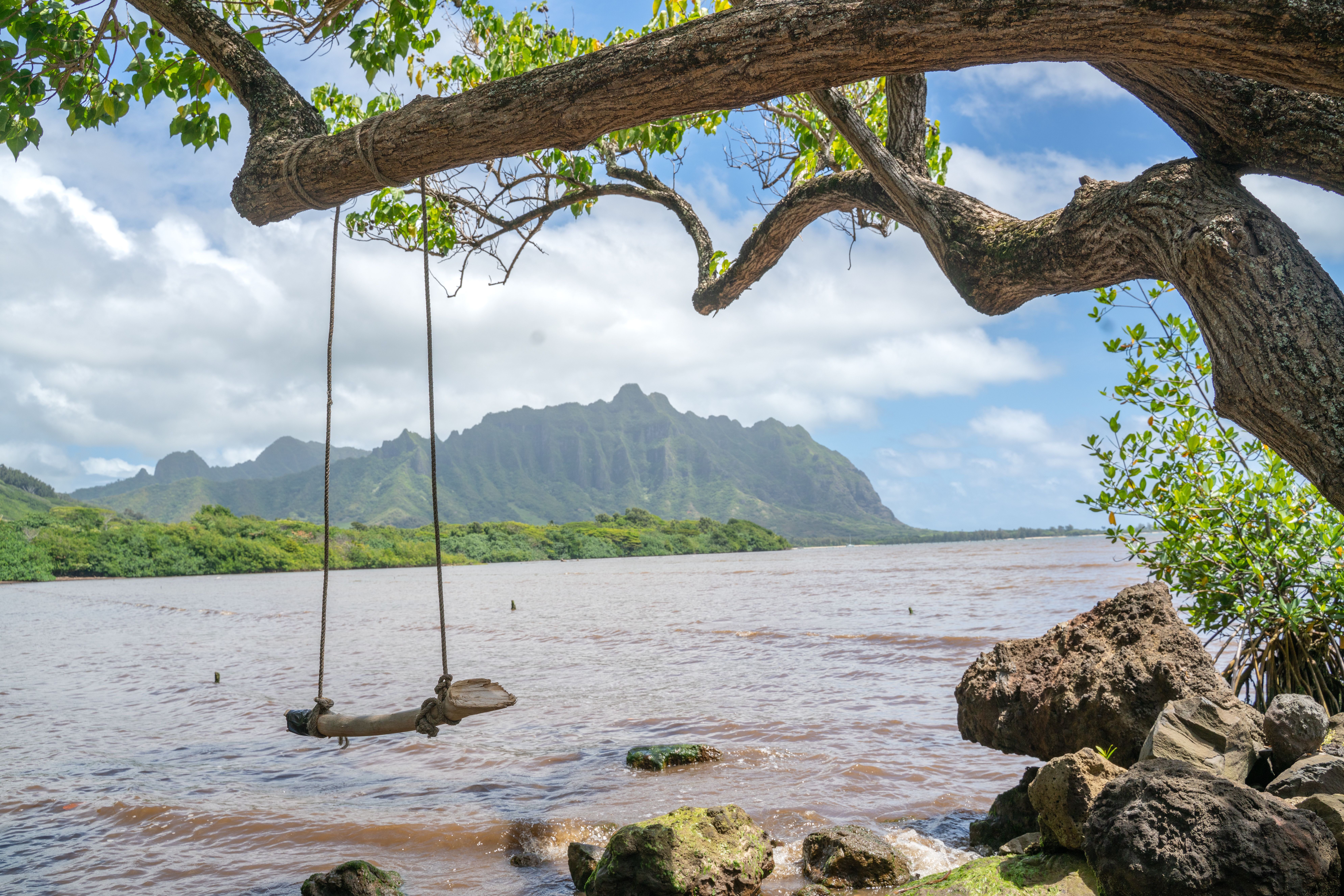 Swing on Tree in Waiahole Beach Park in Hawaii, USA · Free Stock Photo