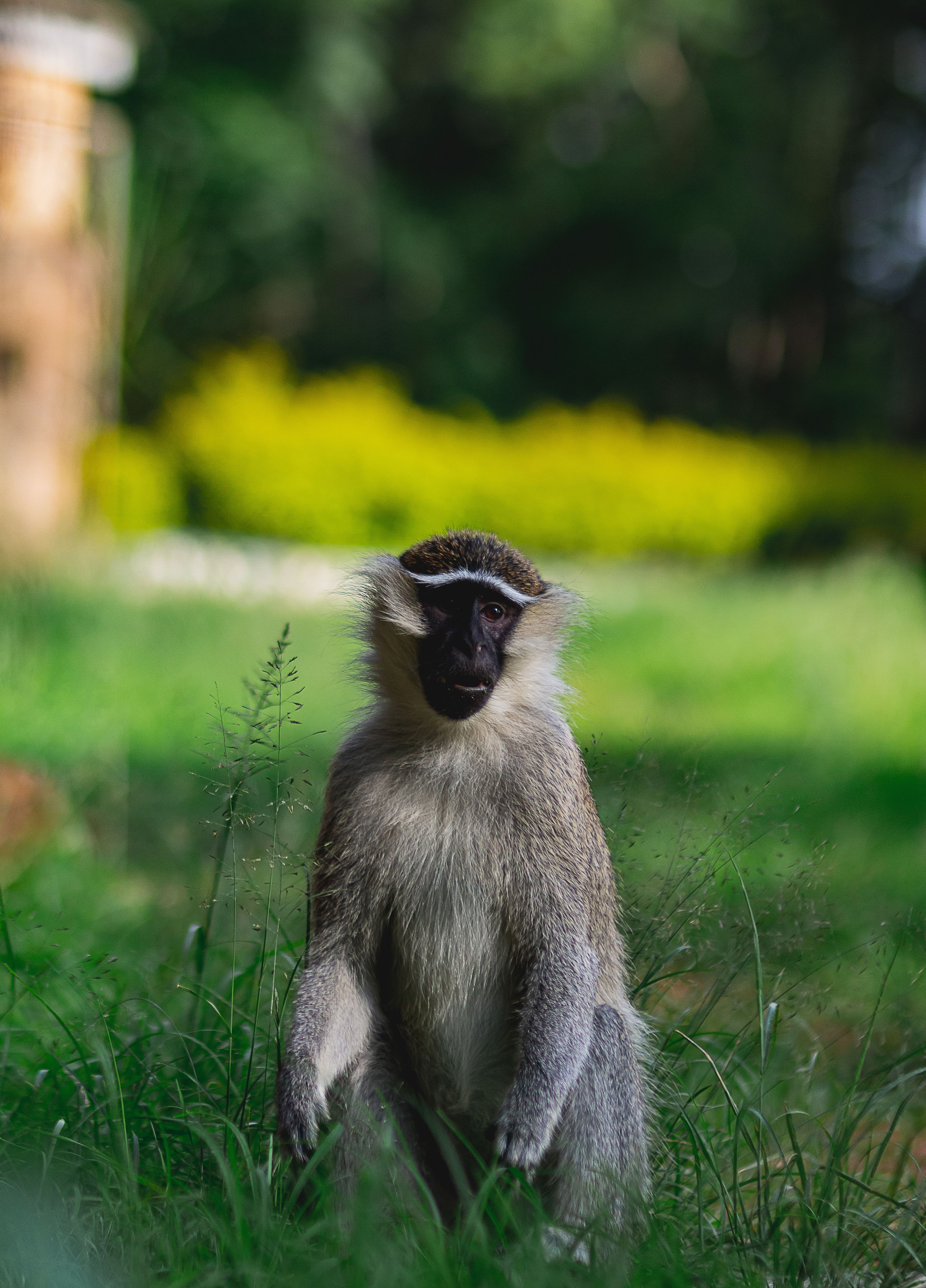 Jos Mus Photos, Download The BEST Free Jos Mus Stock Photos & HD Images