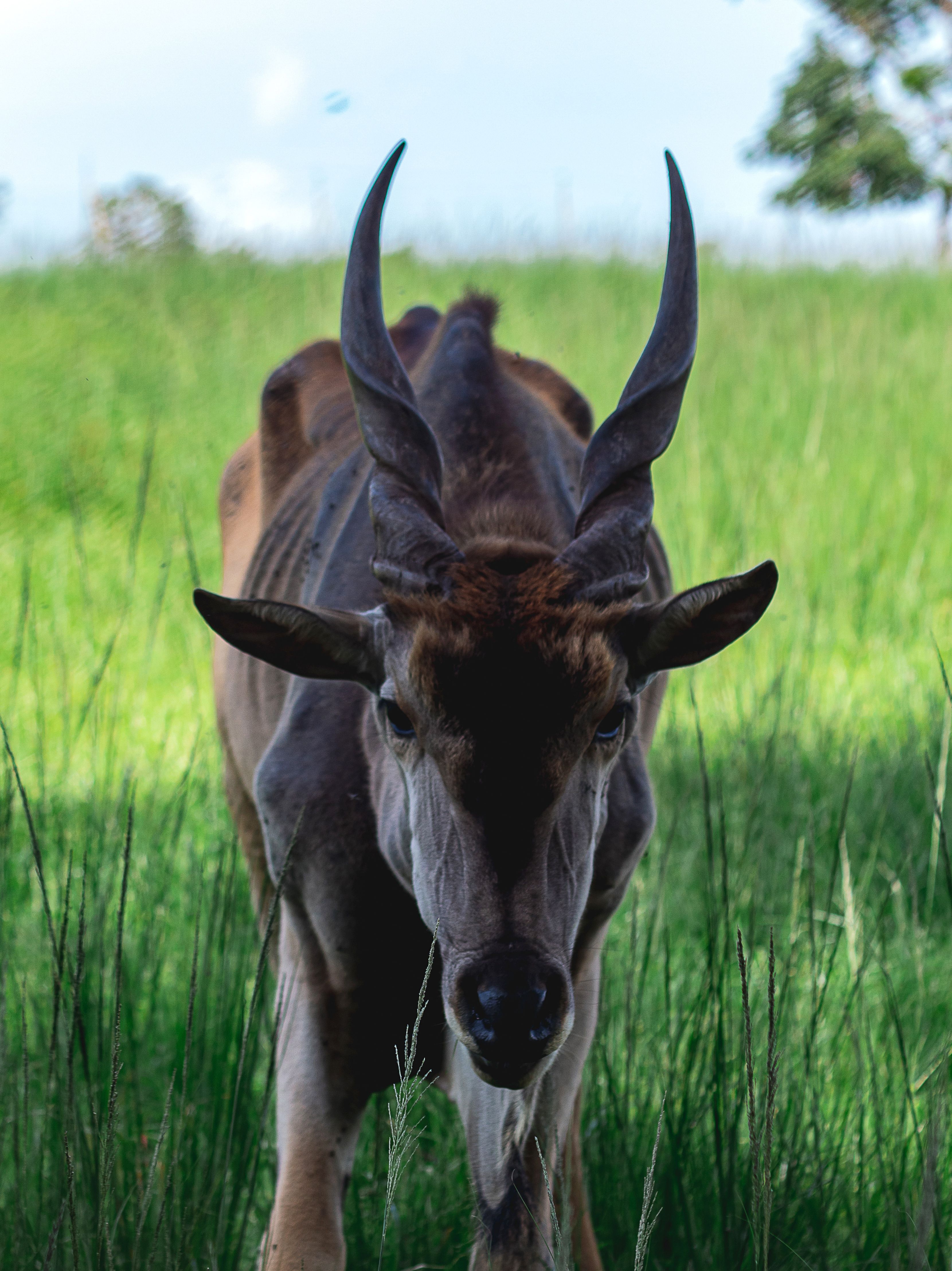 A brown antelope with horns standing in a grassy field · Free Stock Photo
