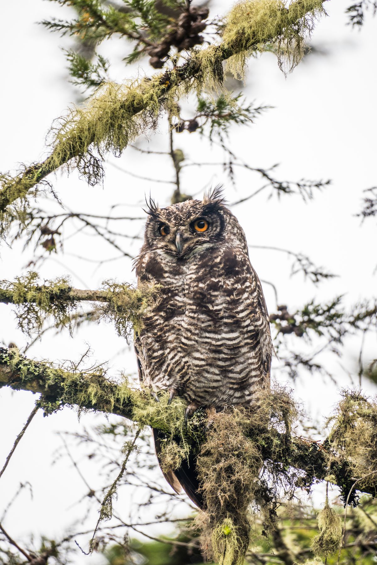 Owl In Tree Photos, Download The BEST Free Owl In Tree Stock Photos ...