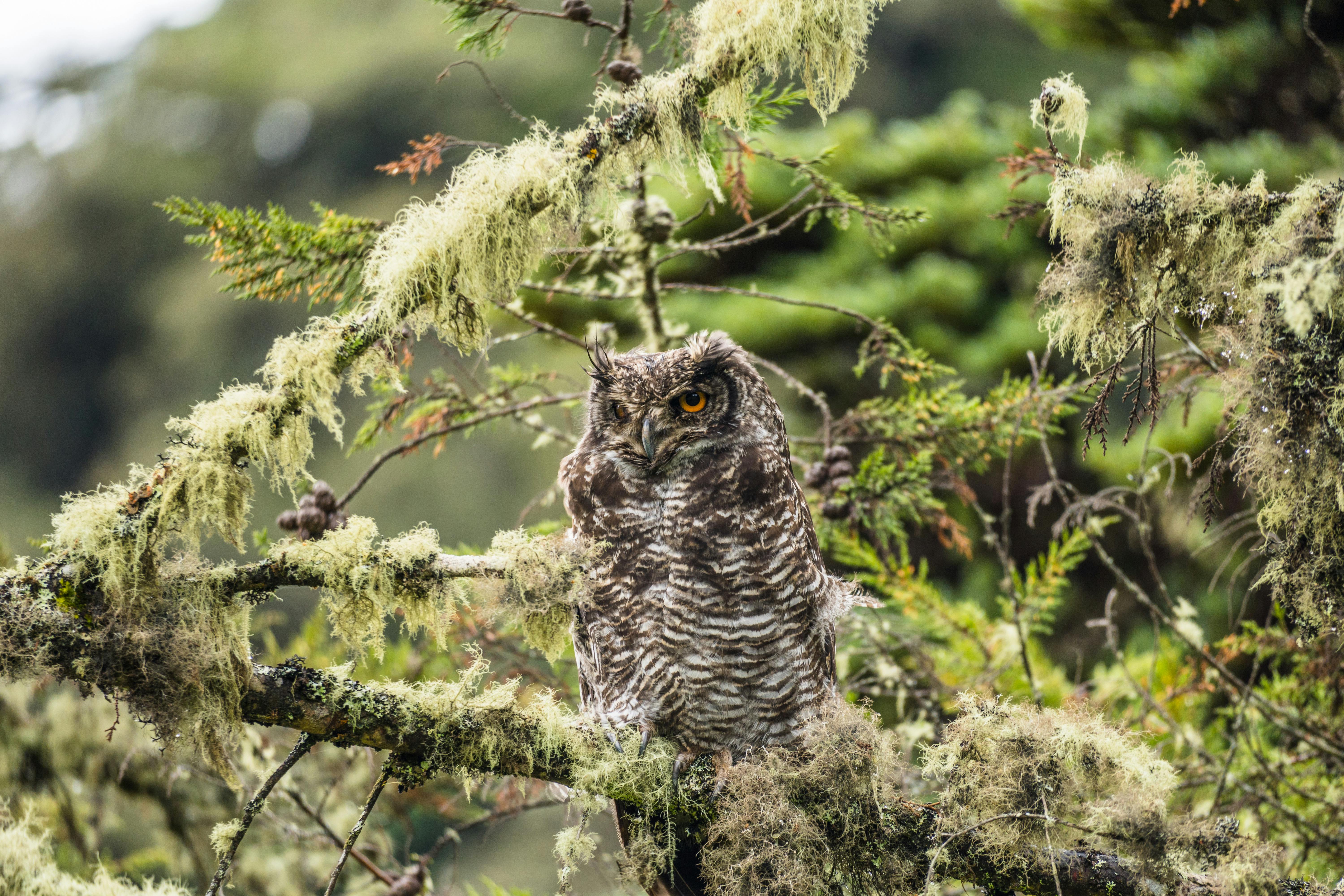 Terrestrial Bird Habitat Photos, Download The BEST Free Terrestrial ...