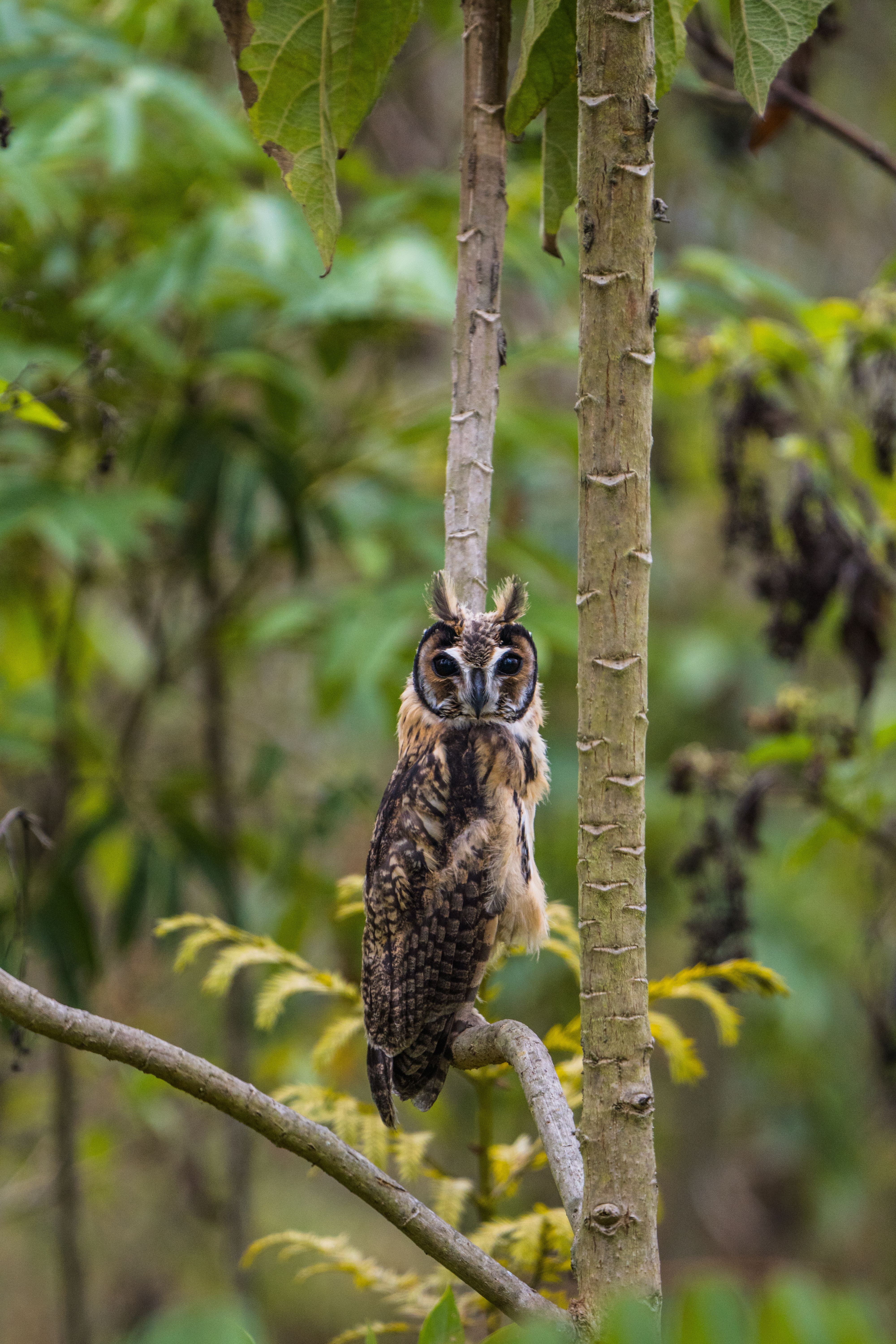 Owl in a Rainforest · Free Stock Photo