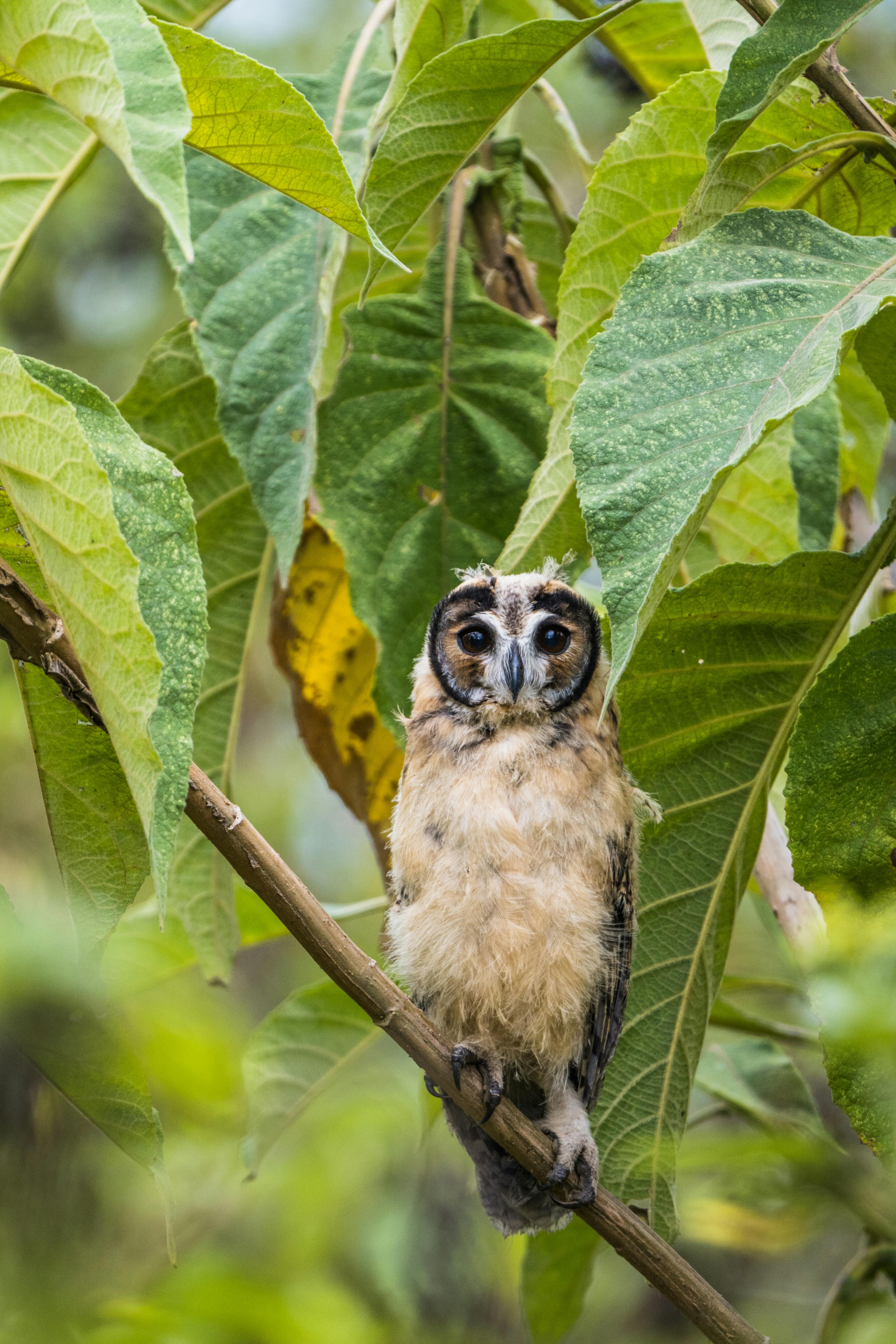 Owl Standing in a Rainforest · Free Stock Photo