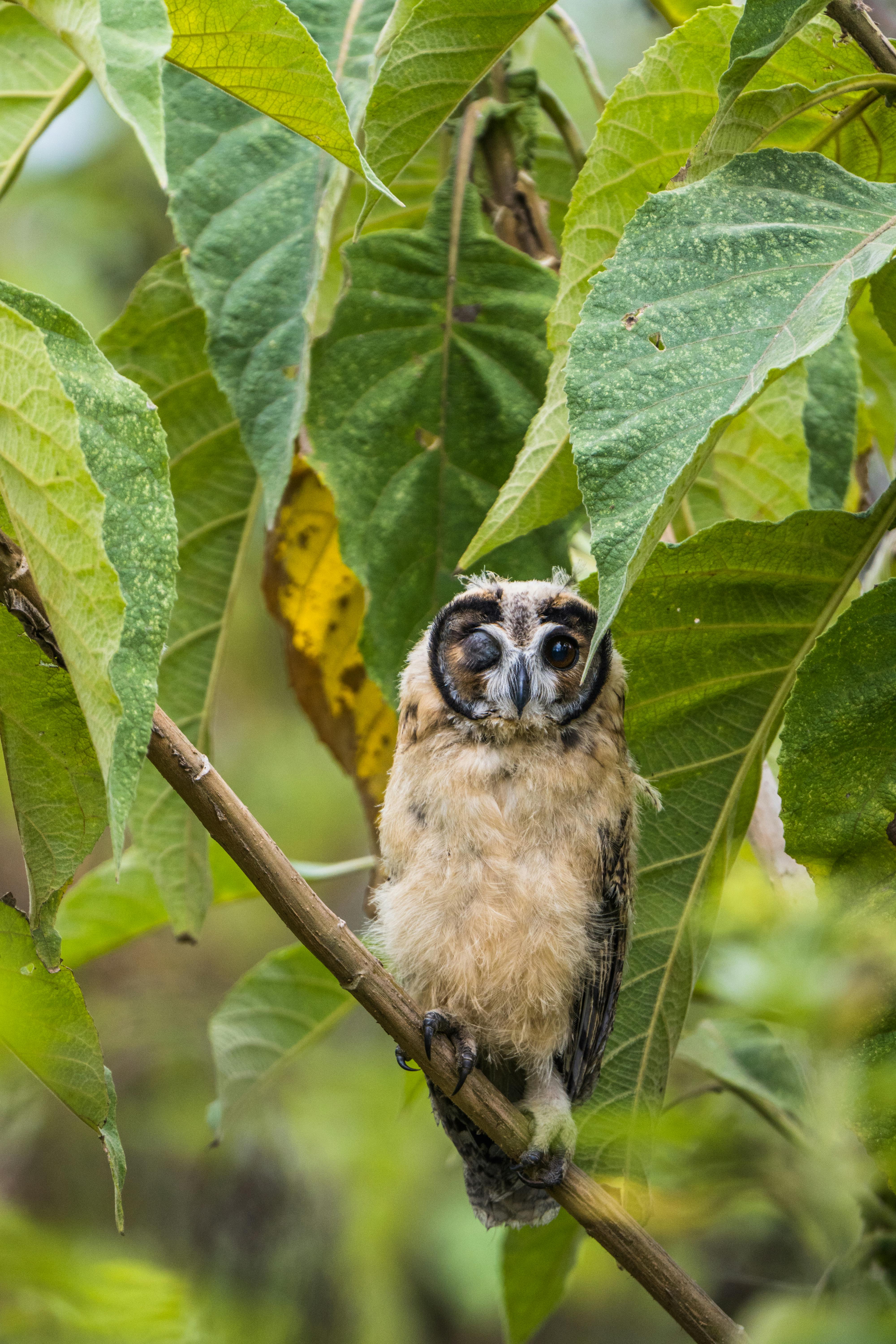 Búho rayado juvenil · Free Stock Photo