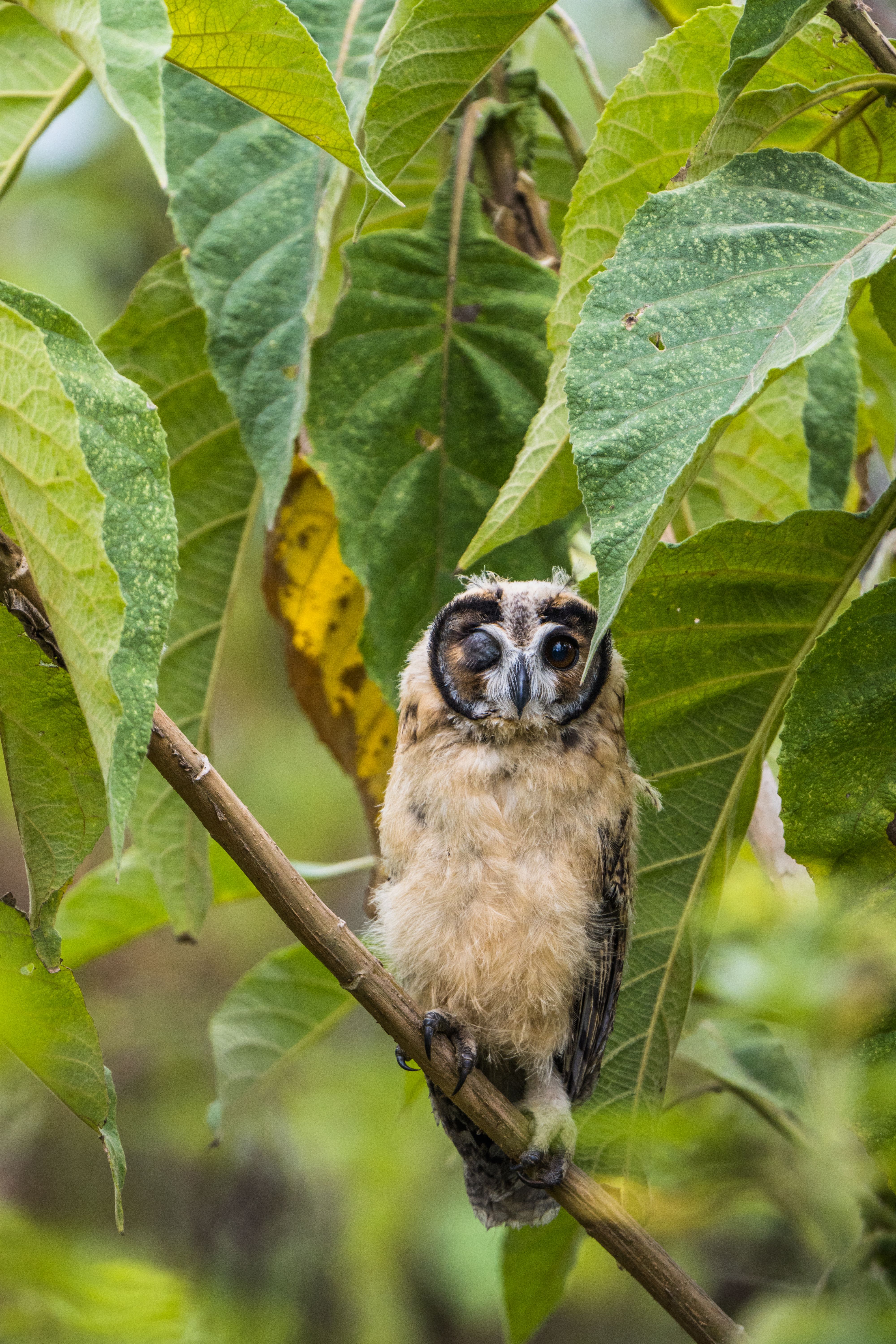 Búho rayado juvenil · Free Stock Photo