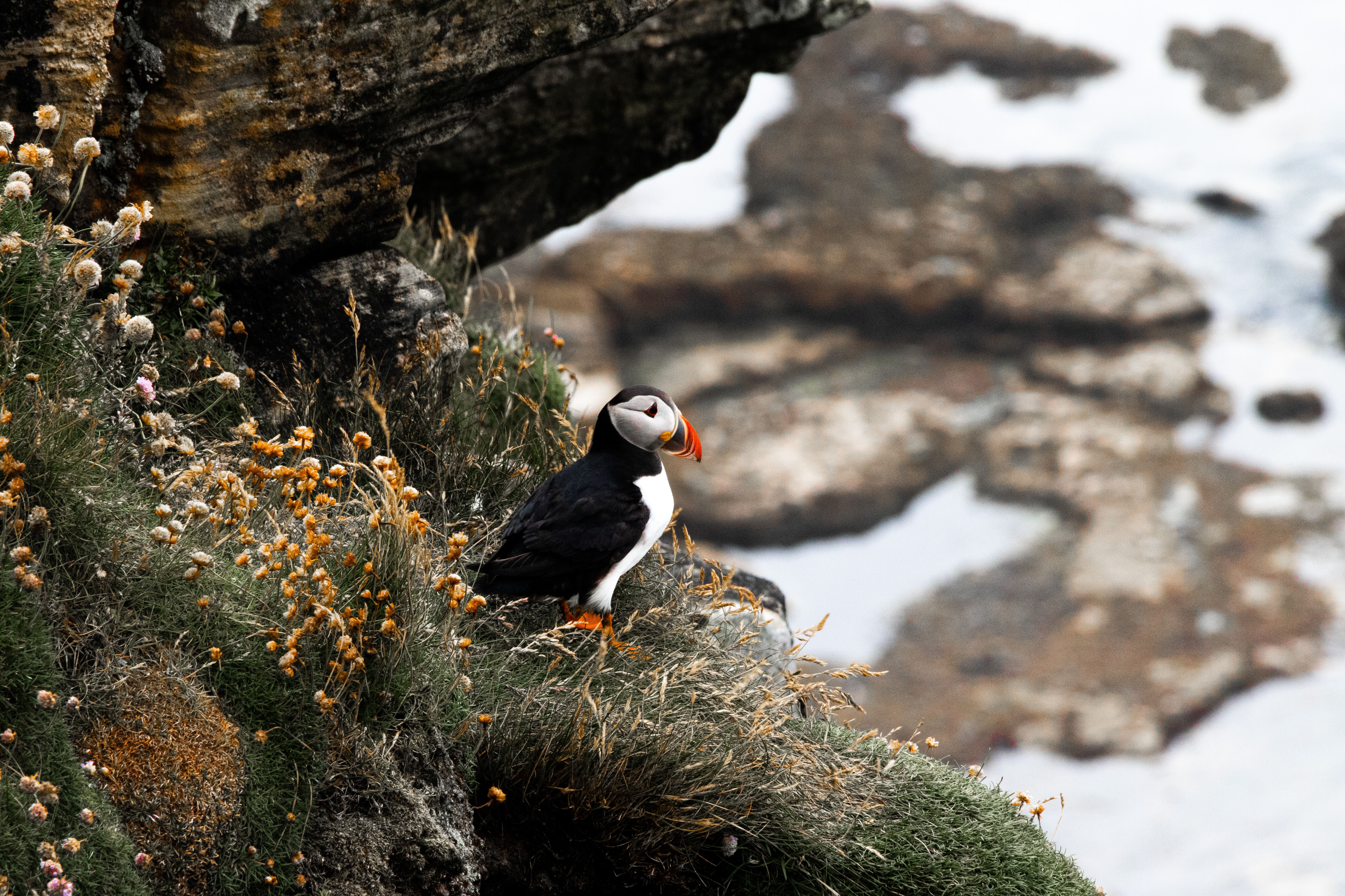 A Masconur on the Cliff · Free Stock Photo