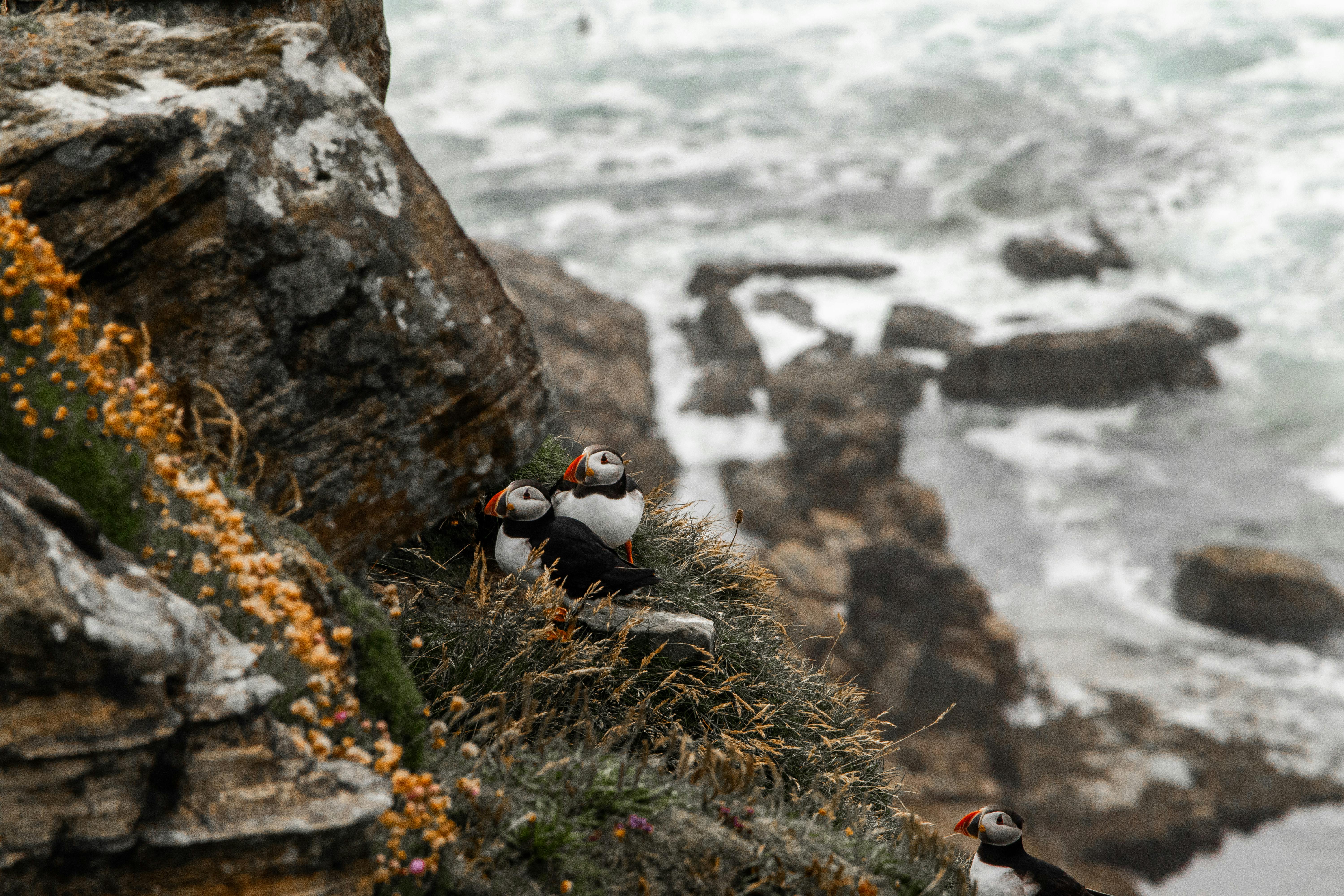 Close-up of Atlantic Puffins on a Rock · Free Stock Photo