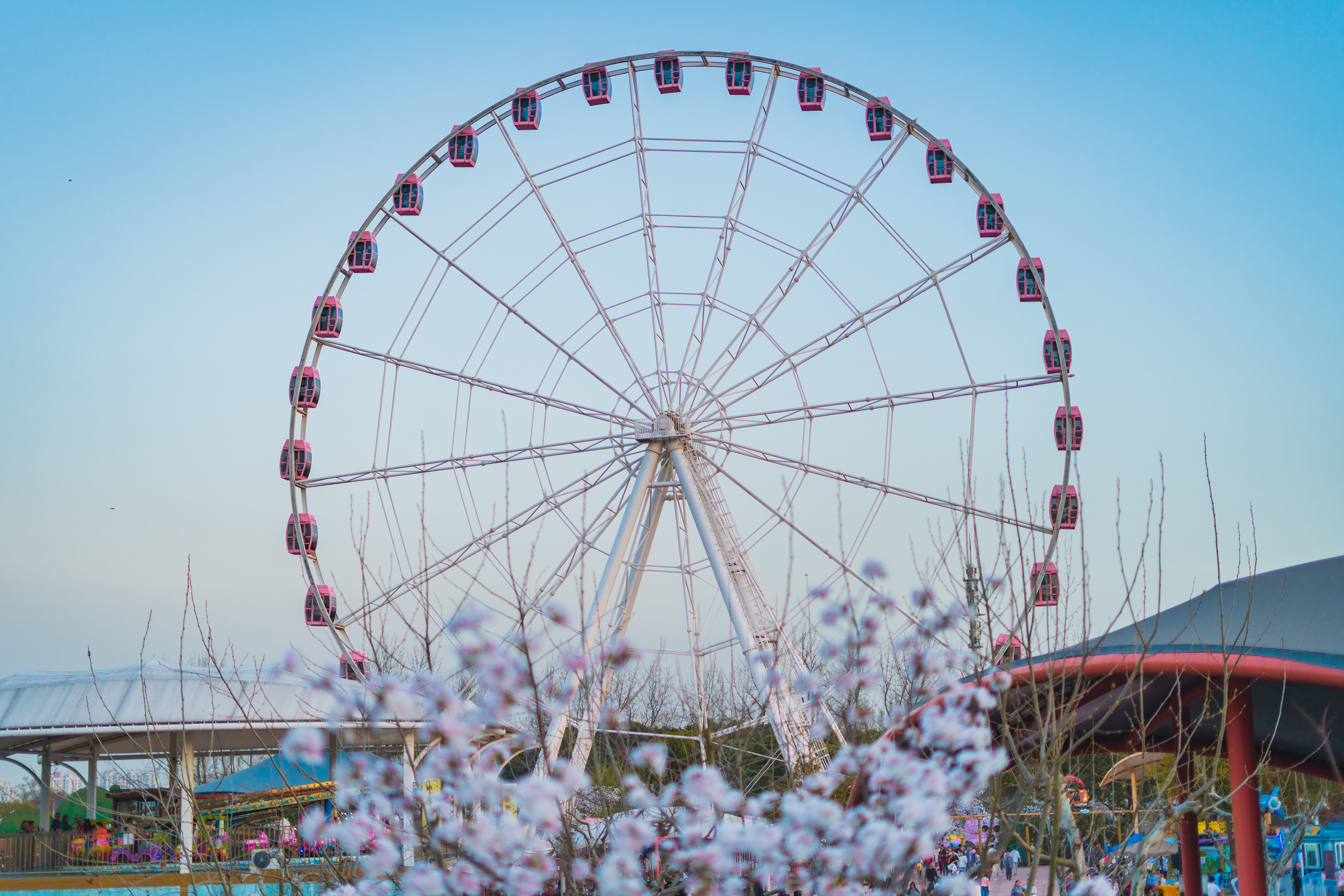 A ferris wheel with pink flowers in the background · Free Stock Photo
