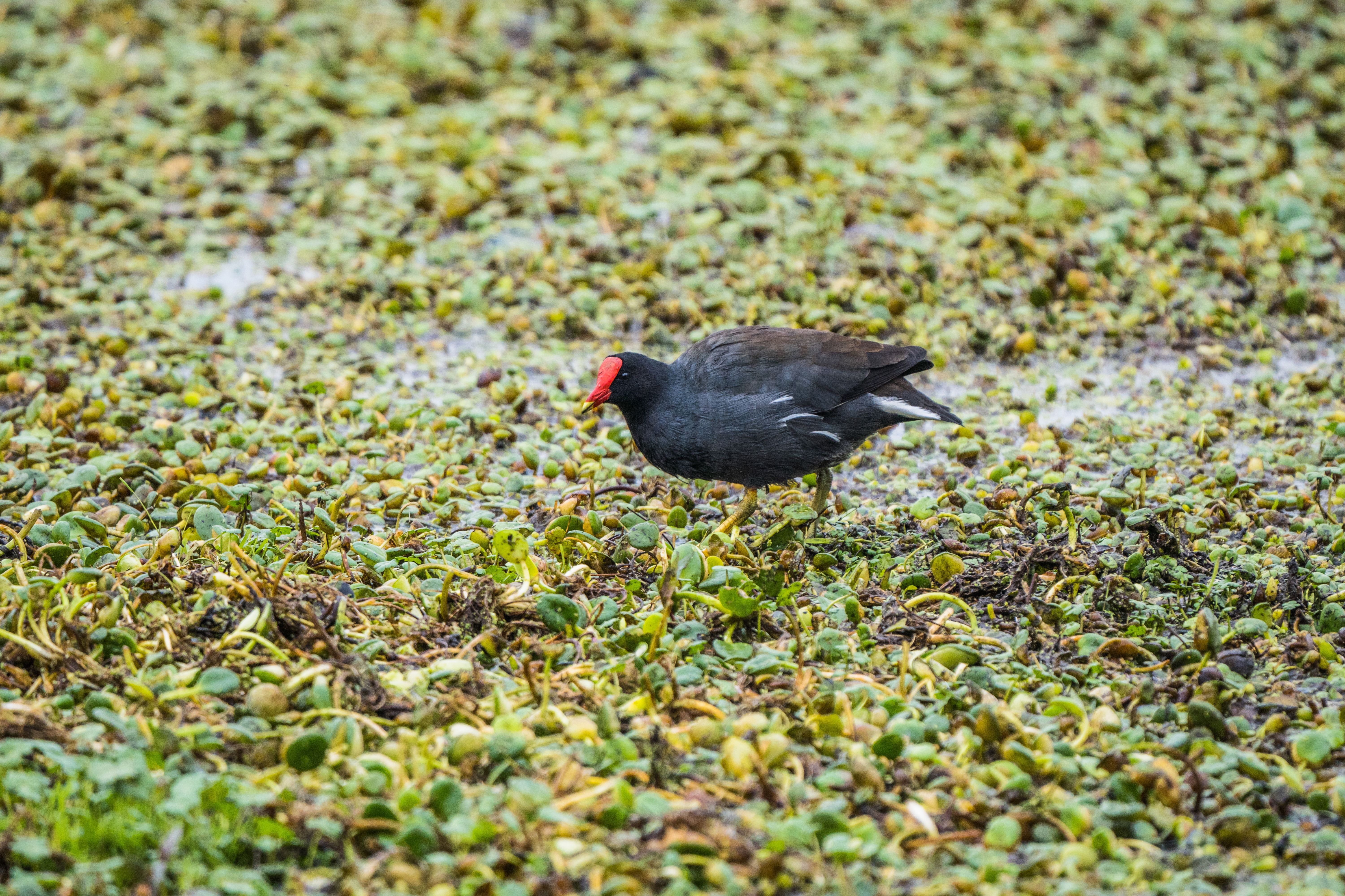 Common Moorhen in Nature · Free Stock Photo