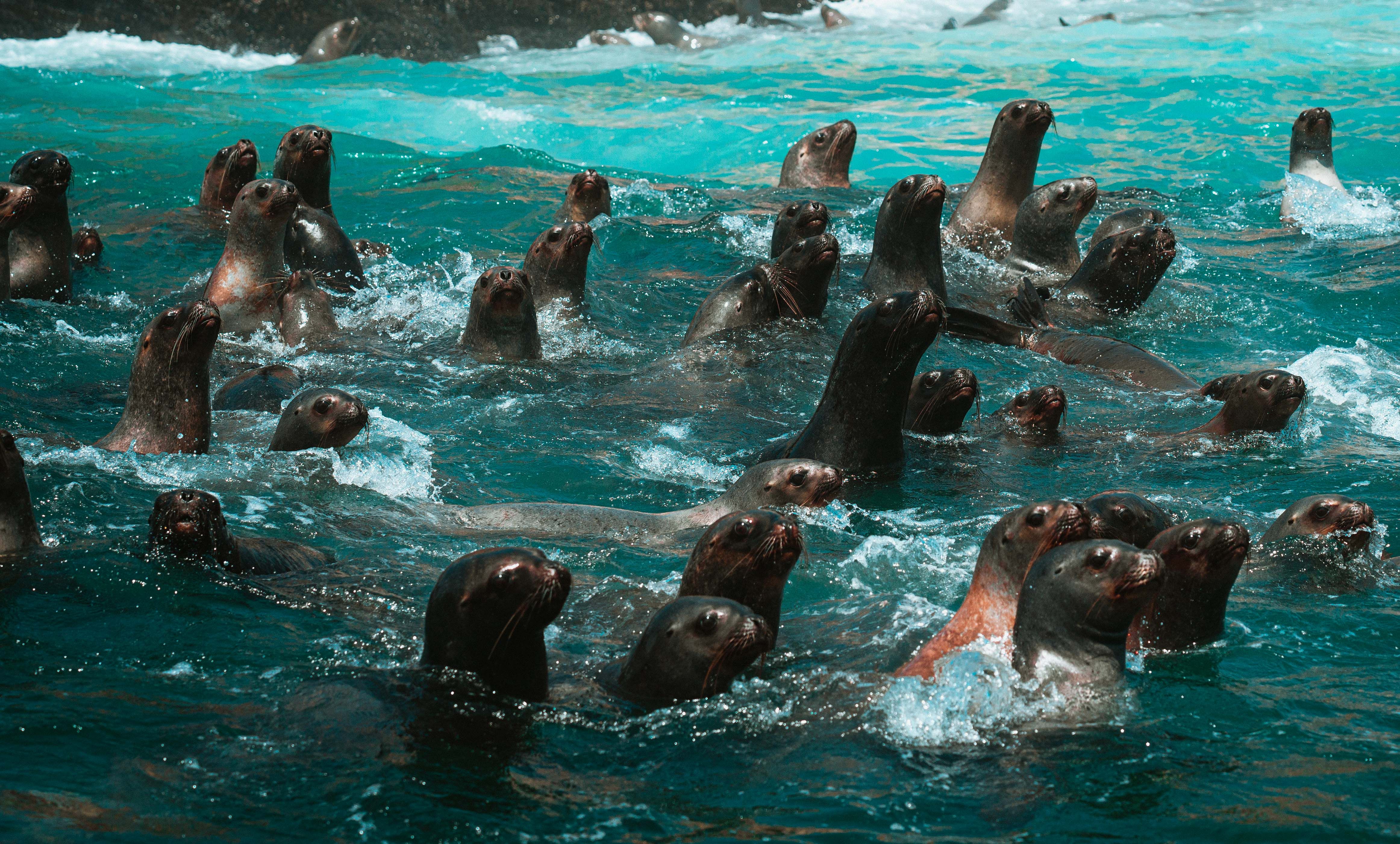lobos de mar · Free Stock Photo