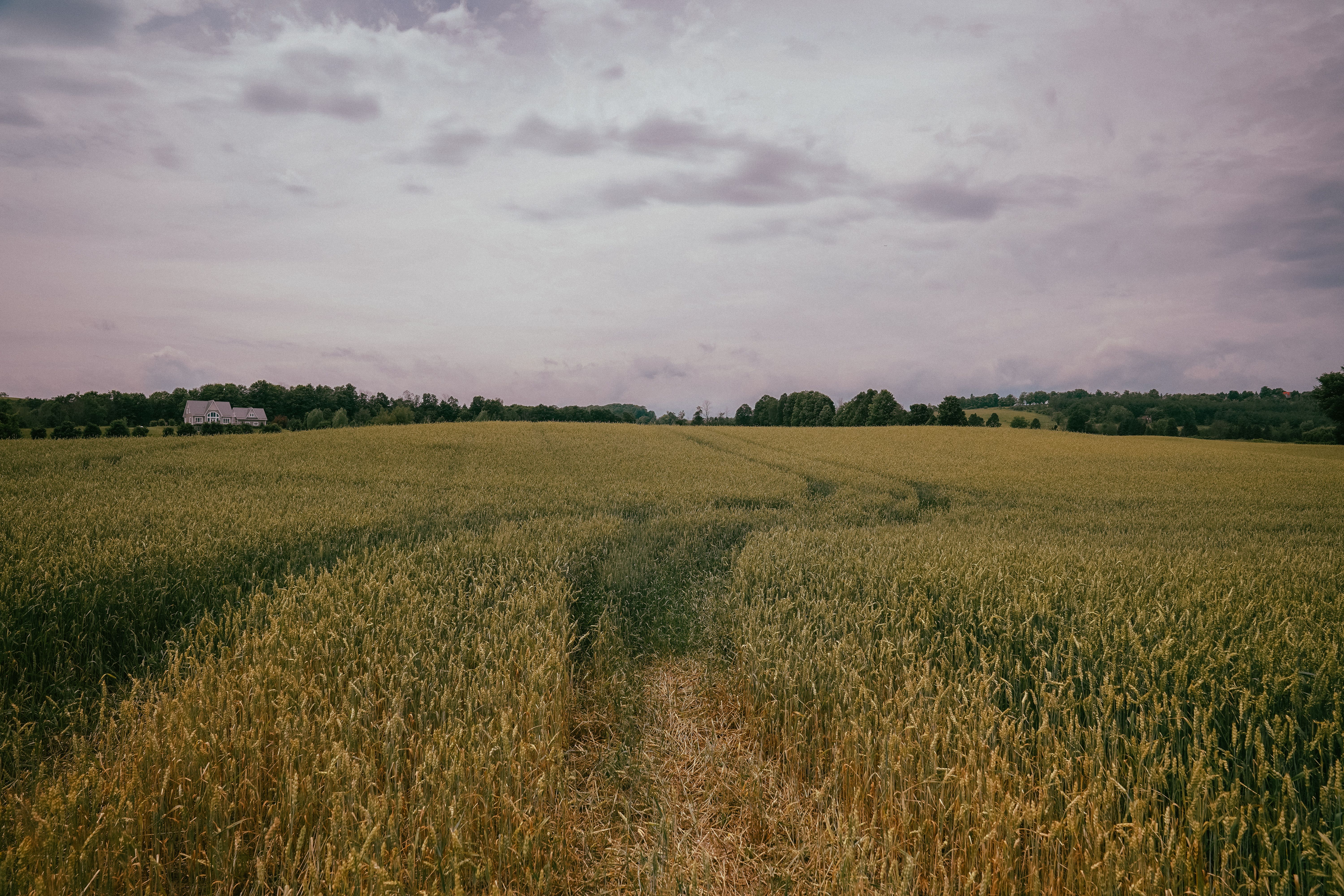 A field of wheat with a path leading to it · Free Stock Photo