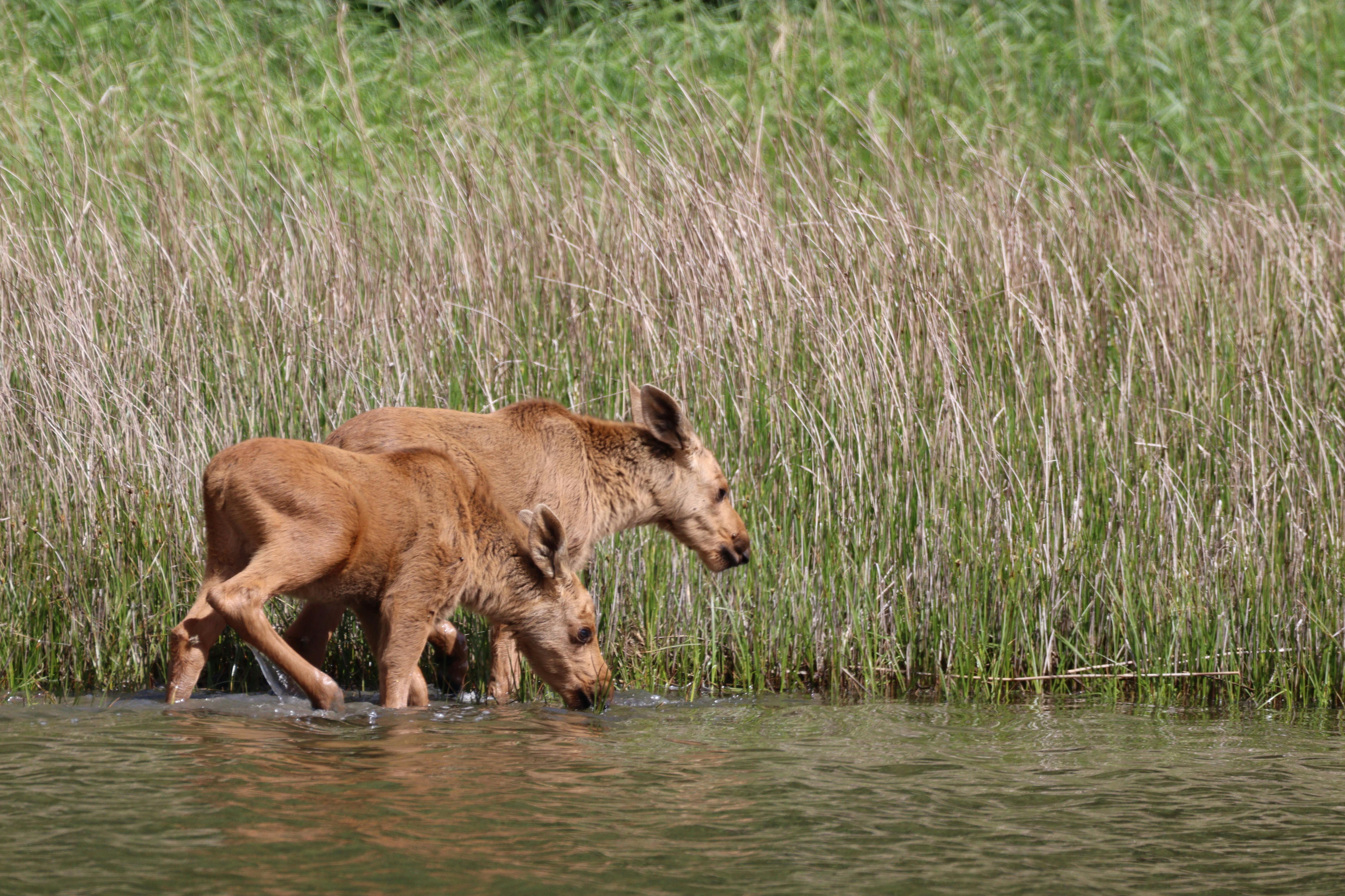 Photo of Two Young Moose in the Water · Free Stock Photo