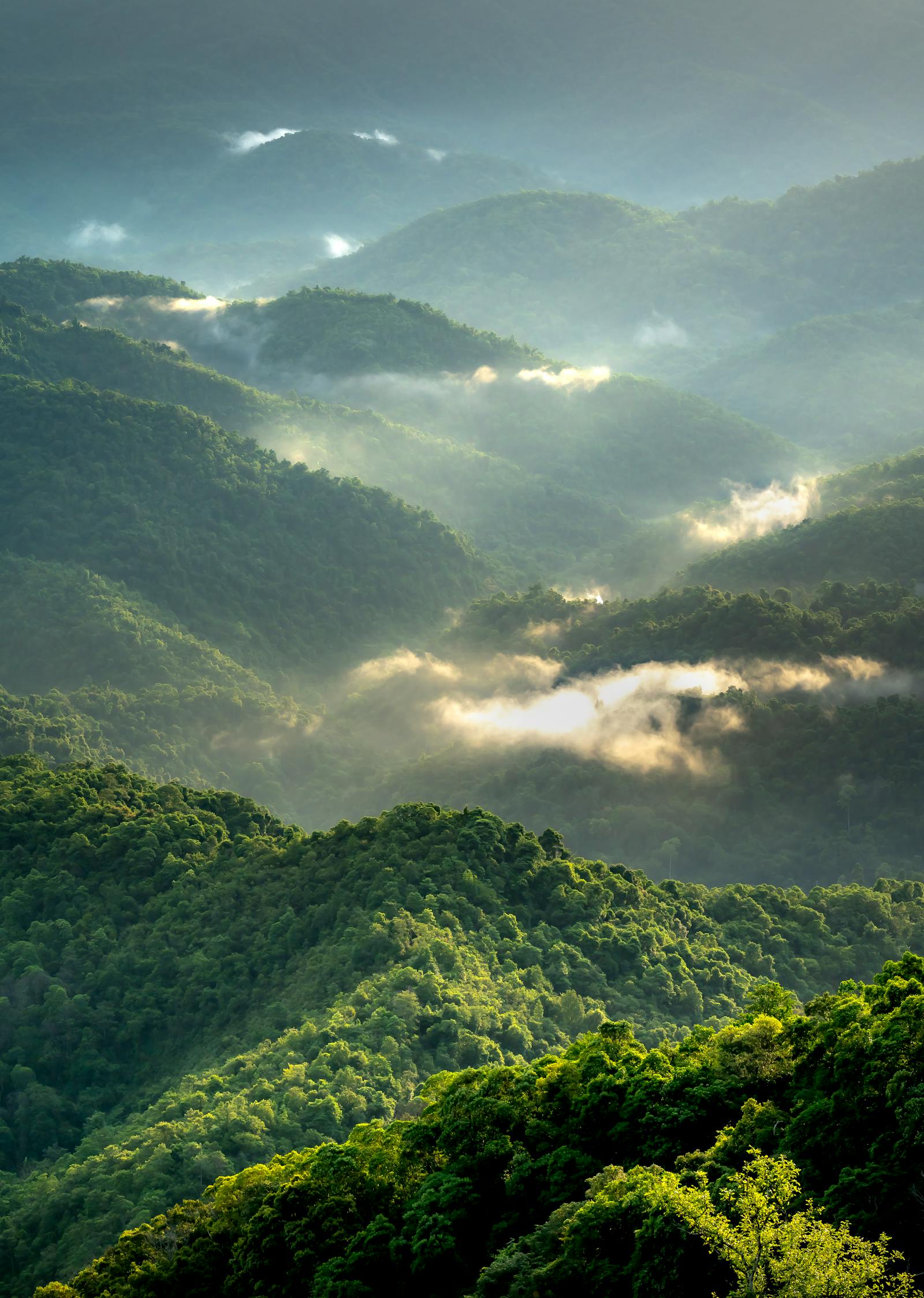 Forest Landscape Photos, Download The BEST Free Forest Landscape Stock ...