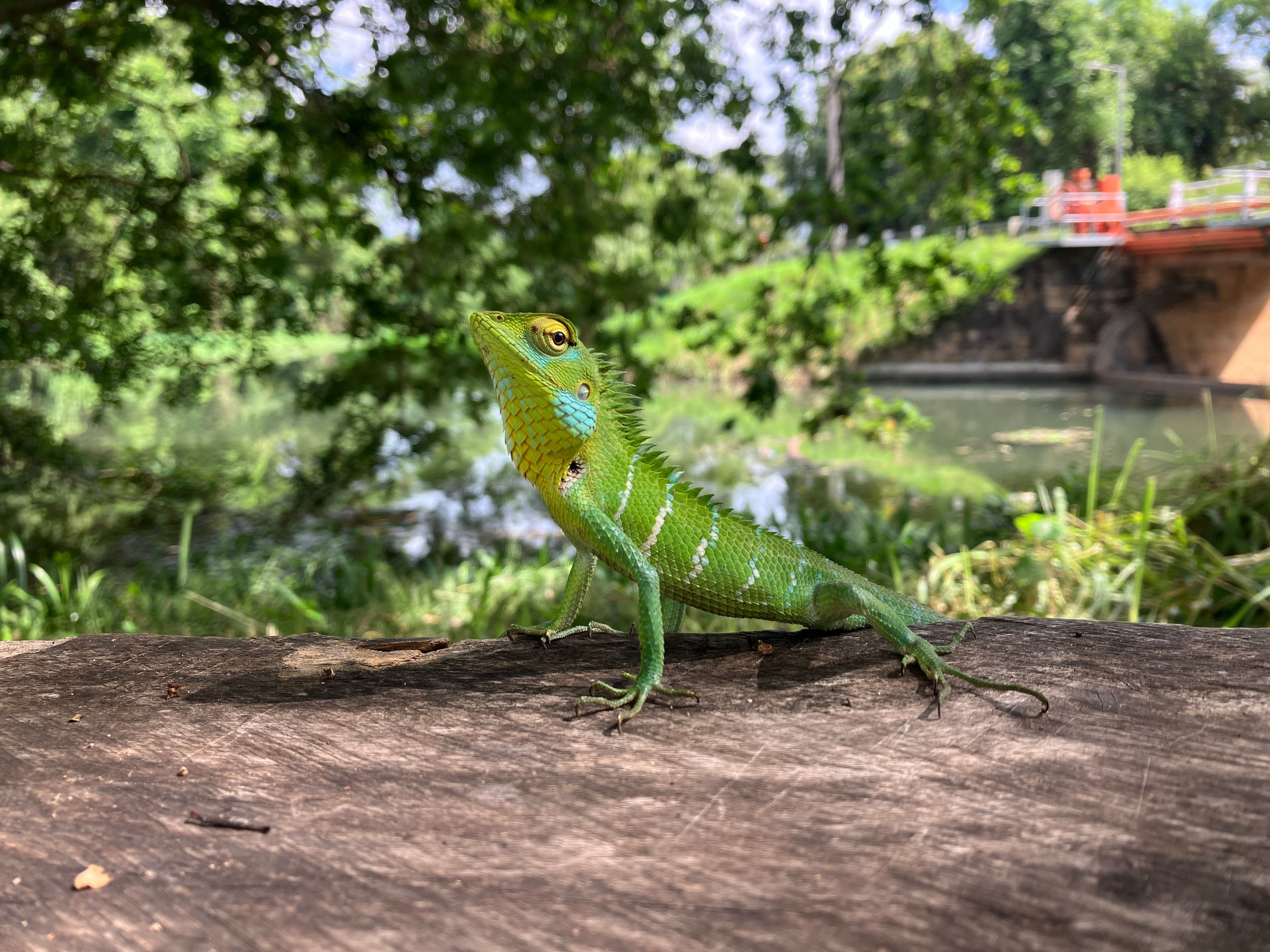 Selective Focus of Spineless Forest Lizard · Free Stock Photo