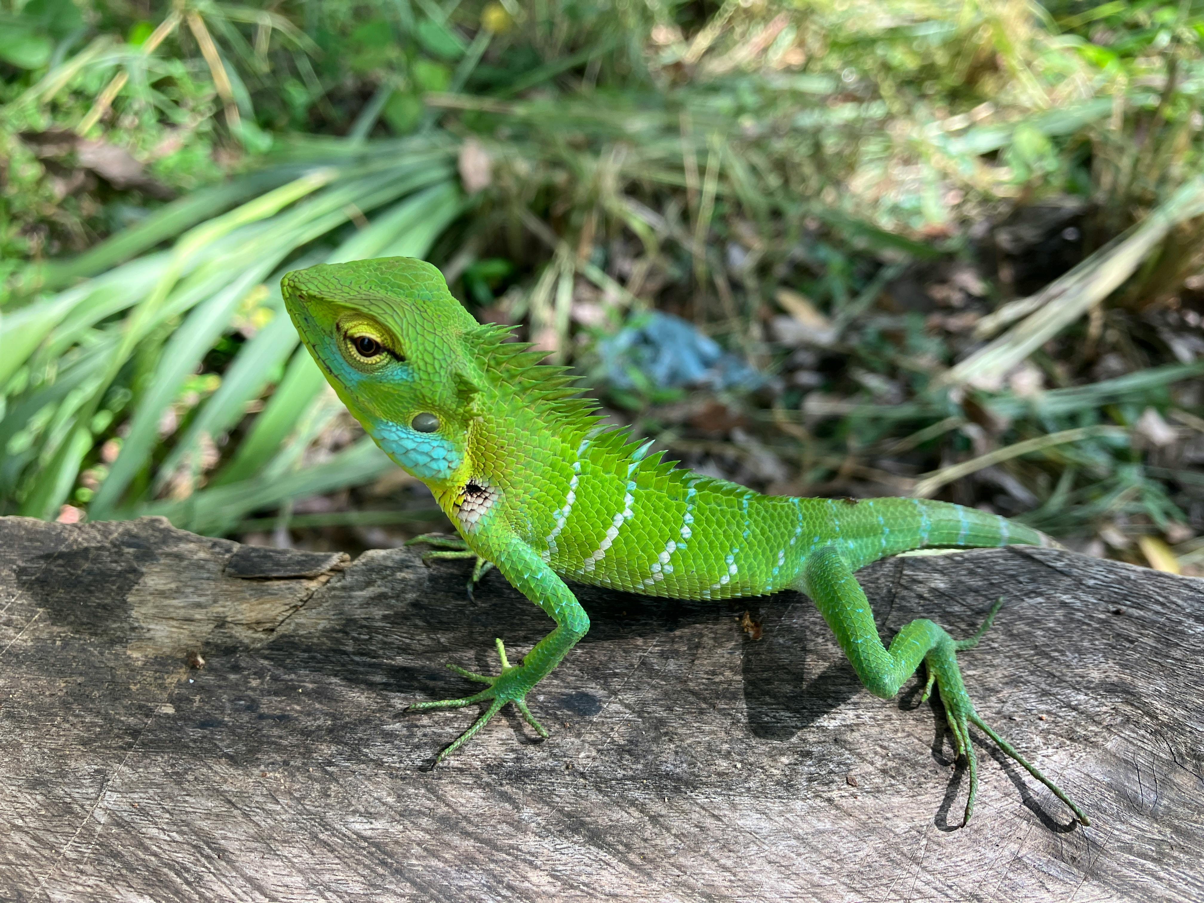 Sticky Toe Pads Photos, Download The BEST Free Sticky Toe Pads Stock ...