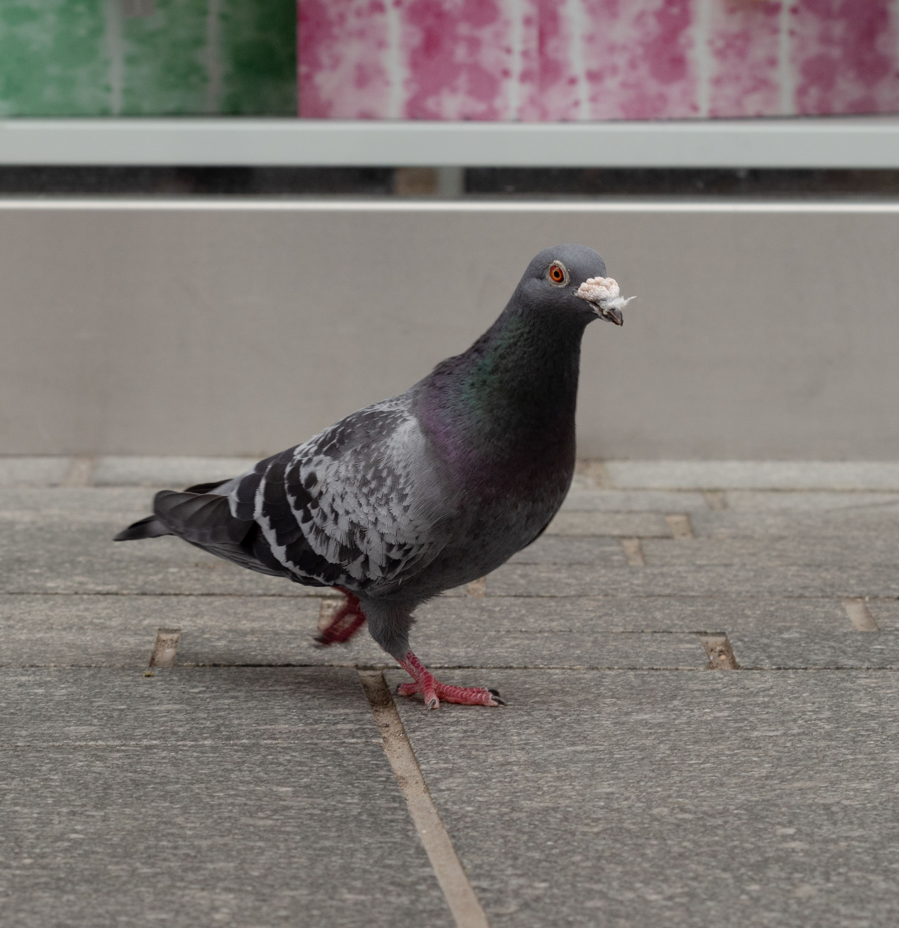 A pigeon is walking on the sidewalk · Free Stock Photo