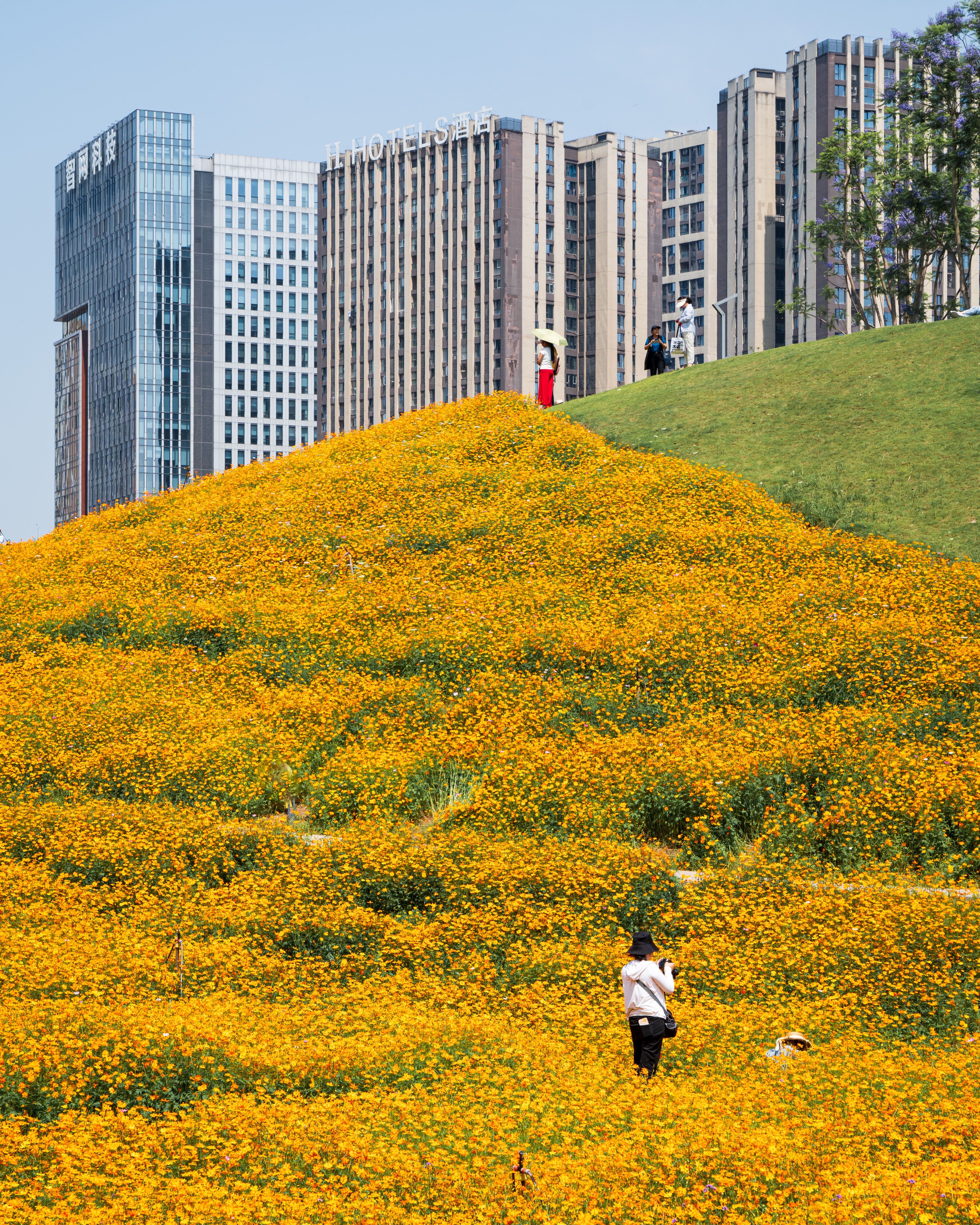 Flowers on Hill in Park · Free Stock Photo