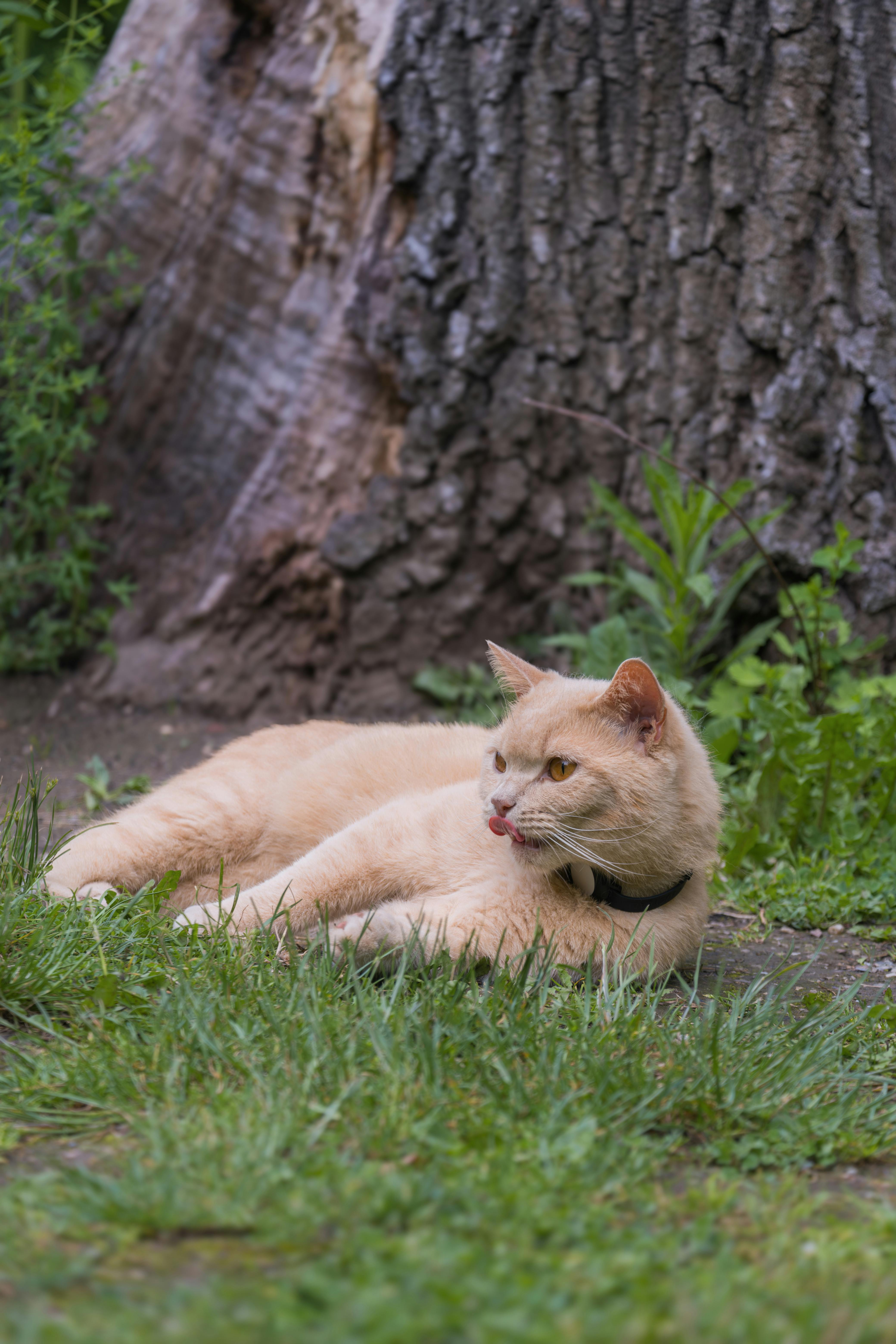 Kitten Next to a Tree · Free Stock Photo