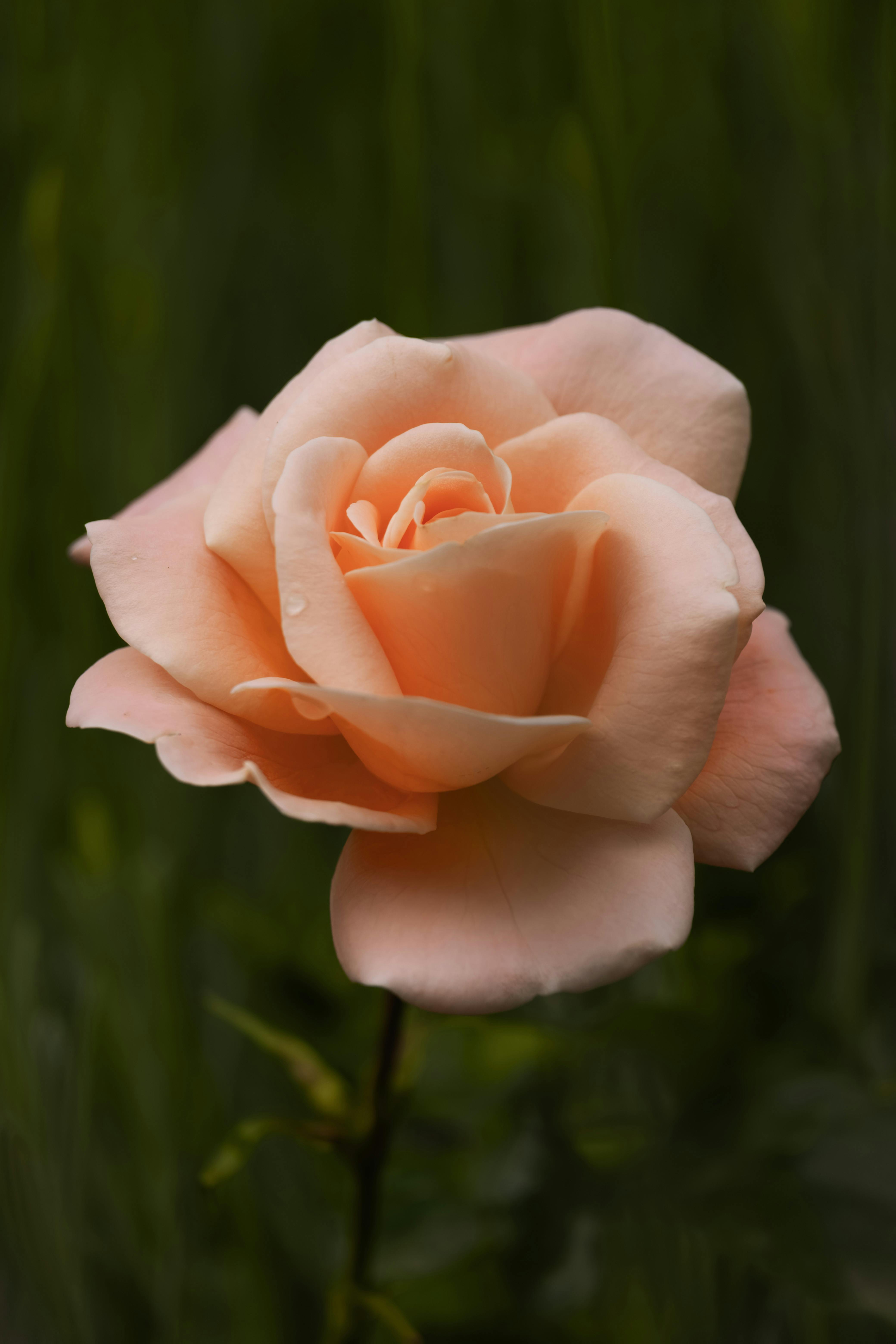 50 000+ Trampled Rose banque d’images et photos libres de droit · Téléchargement gratuit ...