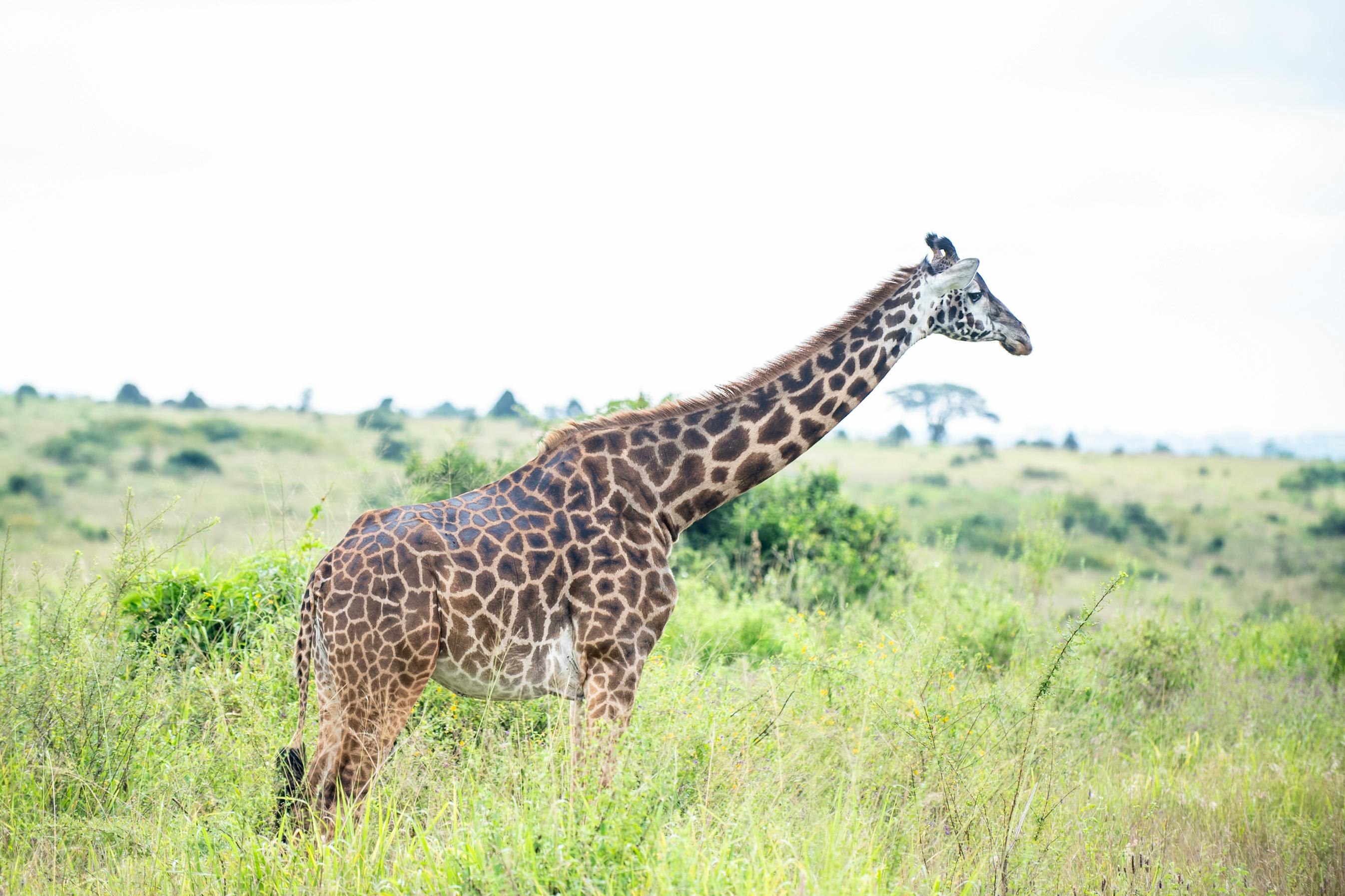 Side View of a Giraffe · Free Stock Photo