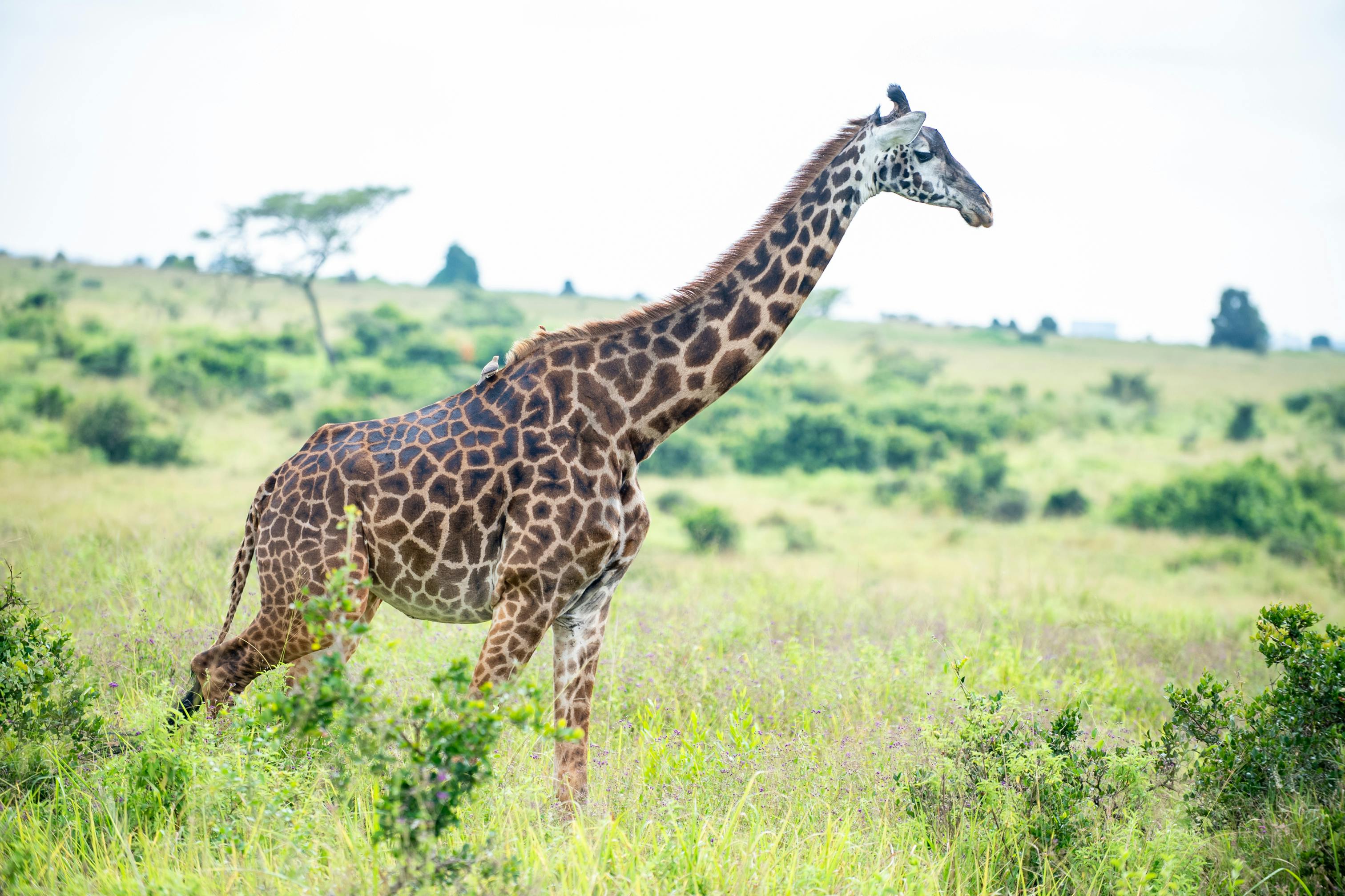 Giraffe · Free Stock Photo