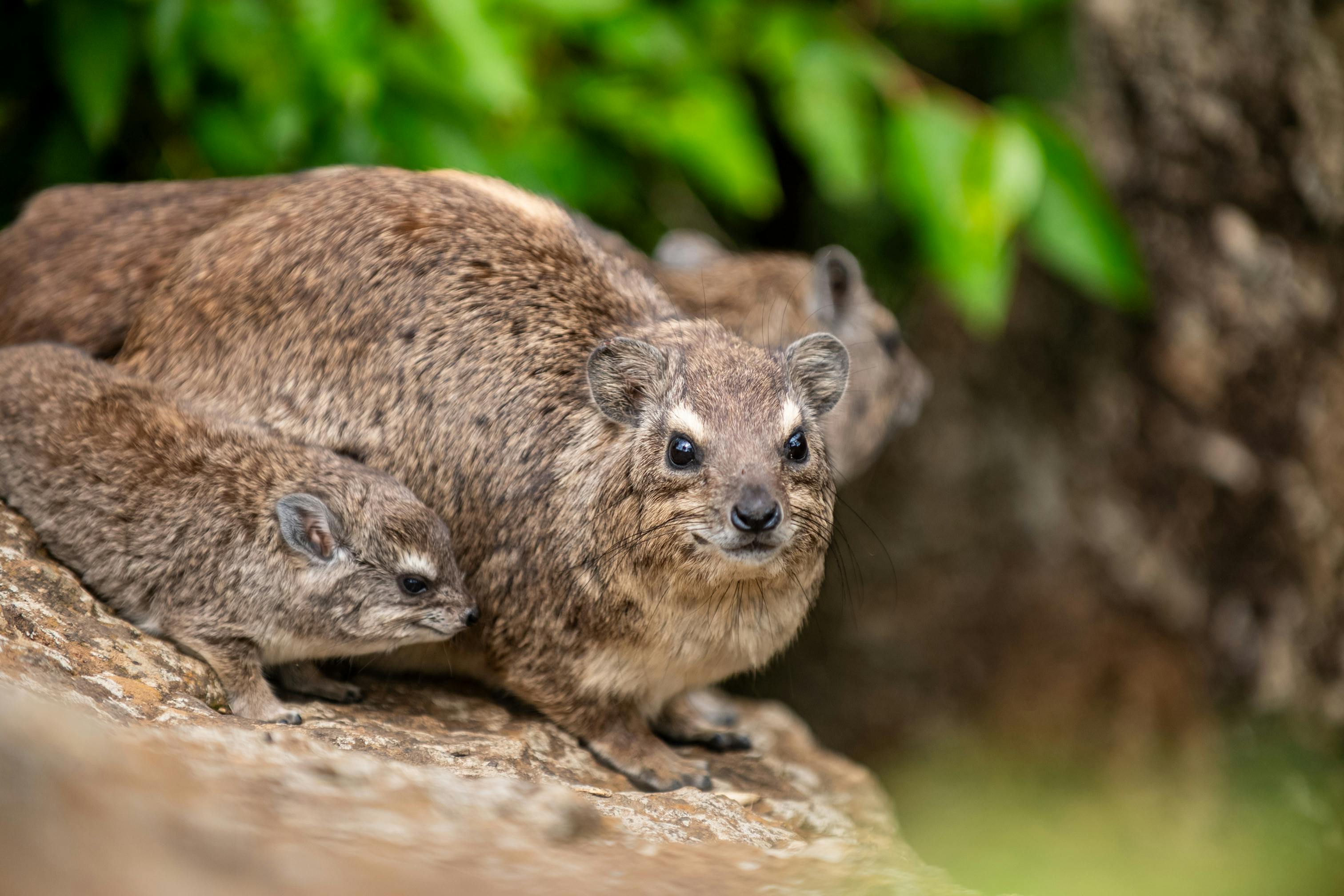 Close-up of Rocky Hyrax Animals · Free Stock Photo