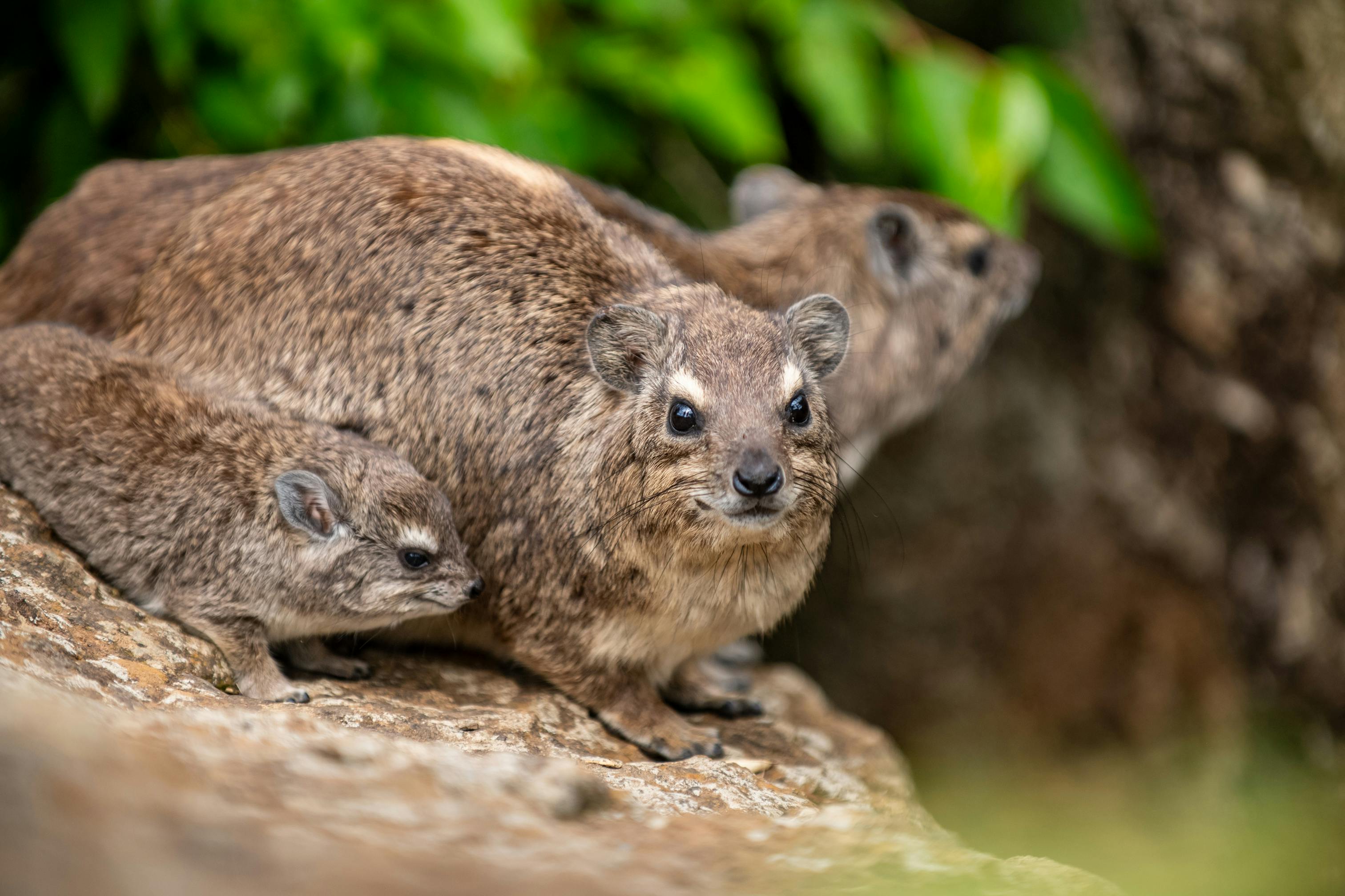 Rock Hyraxes Sitting on Rock · Free Stock Photo