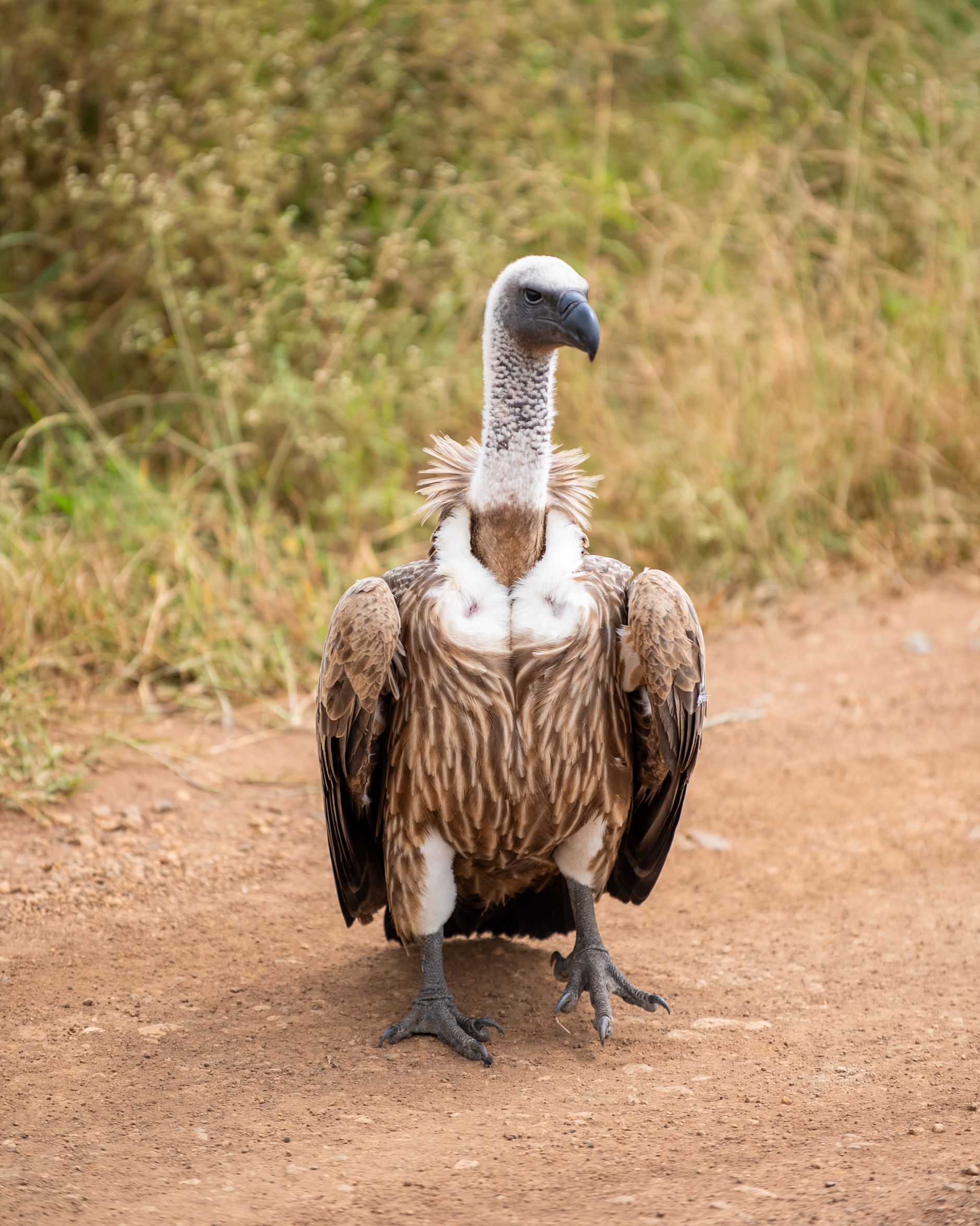 Close-up of a Vulture · Free Stock Photo