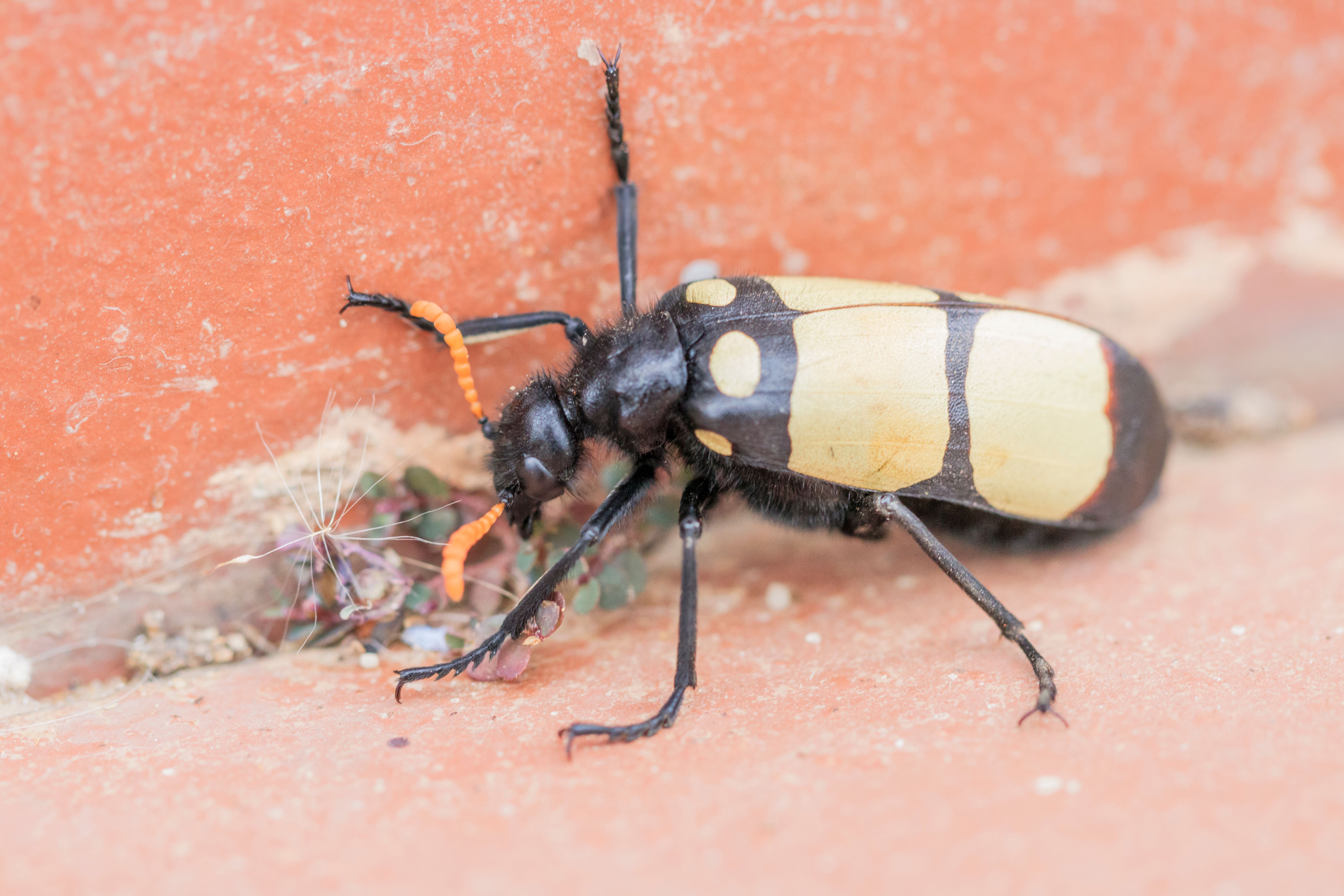 Yellow Blister Beetle · Free Stock Photo
