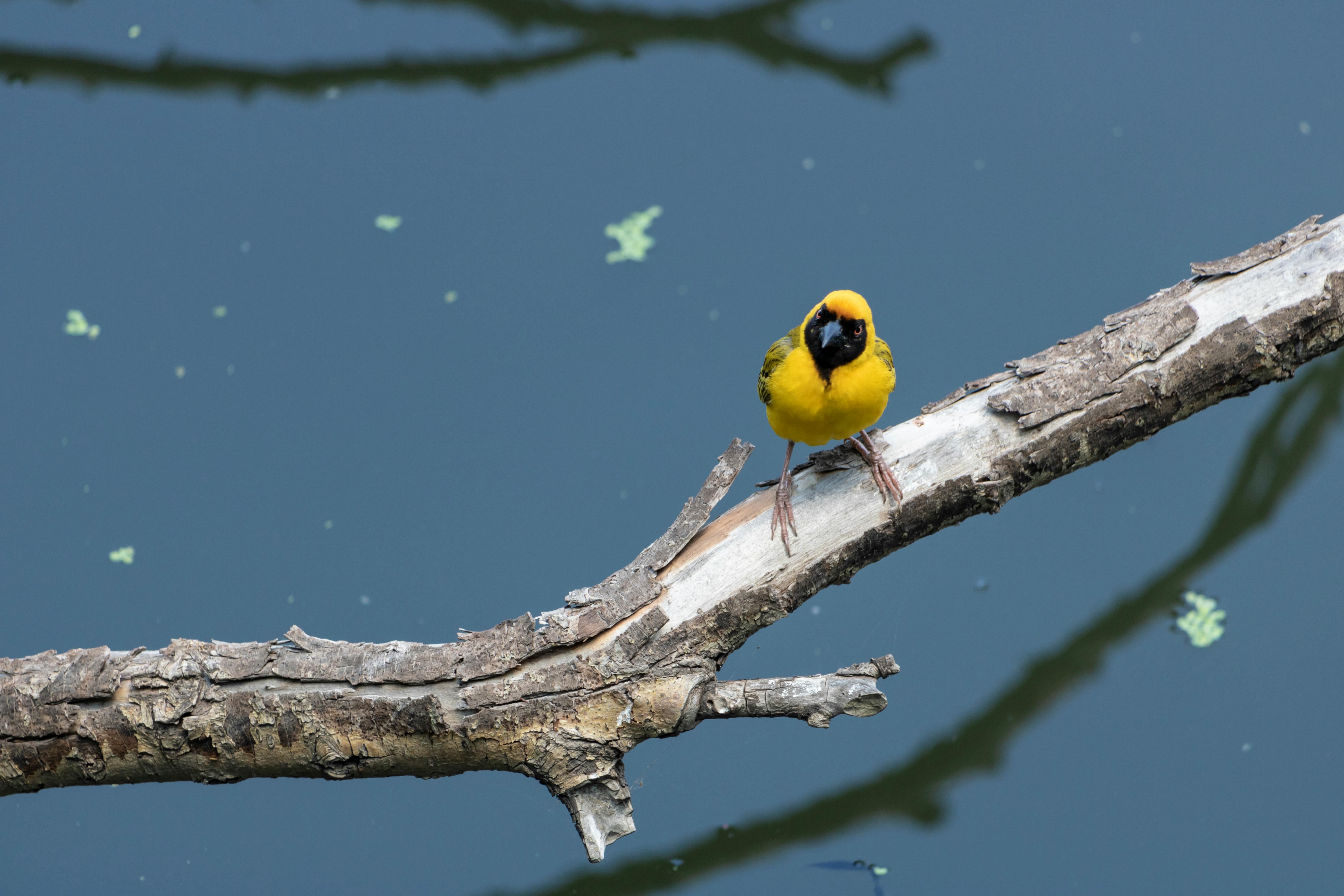 Lesser Masked Weaver Bird on Branch on Lake · Free Stock Photo