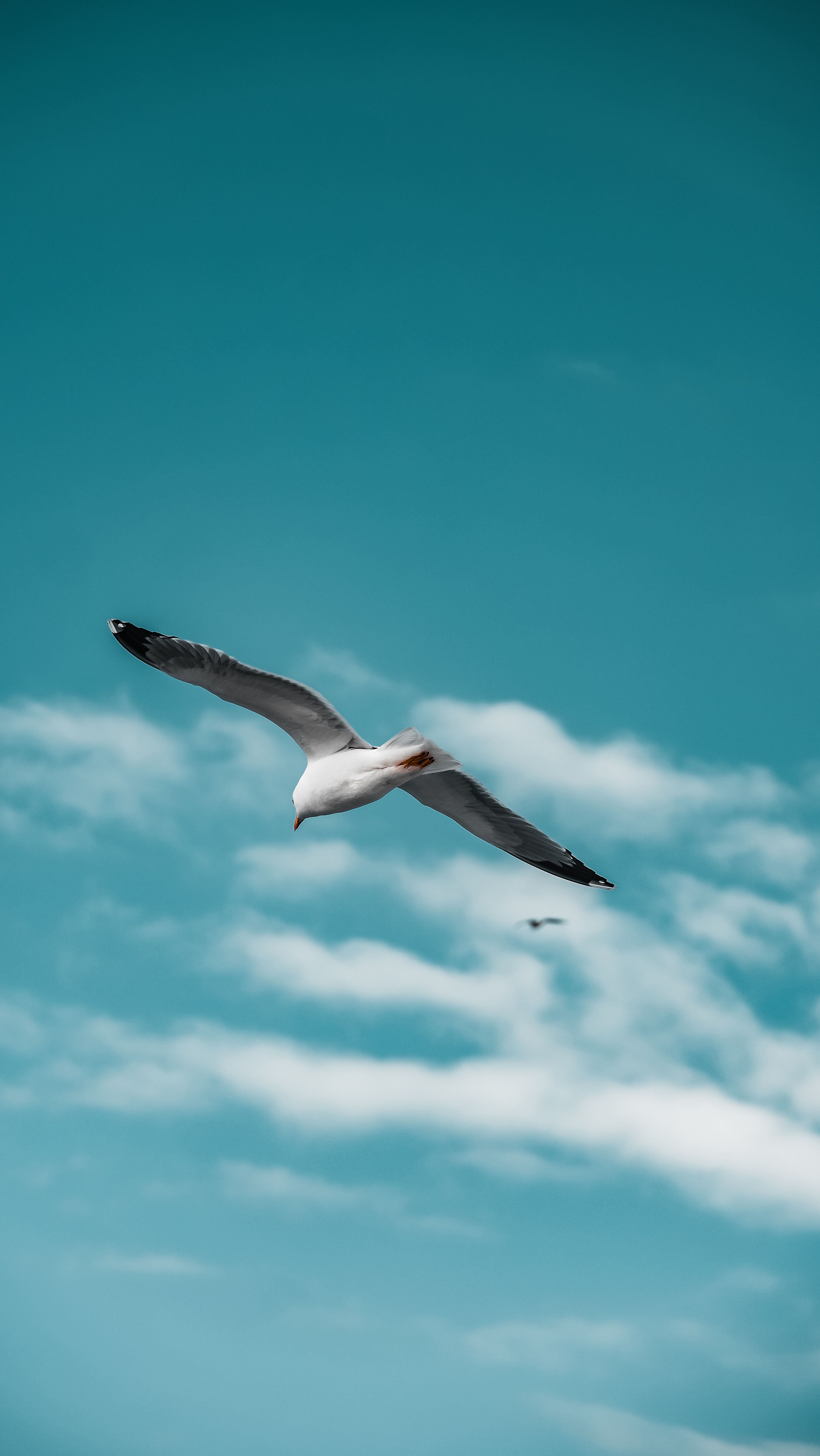 Seagull Flying in Sky · Free Stock Photo