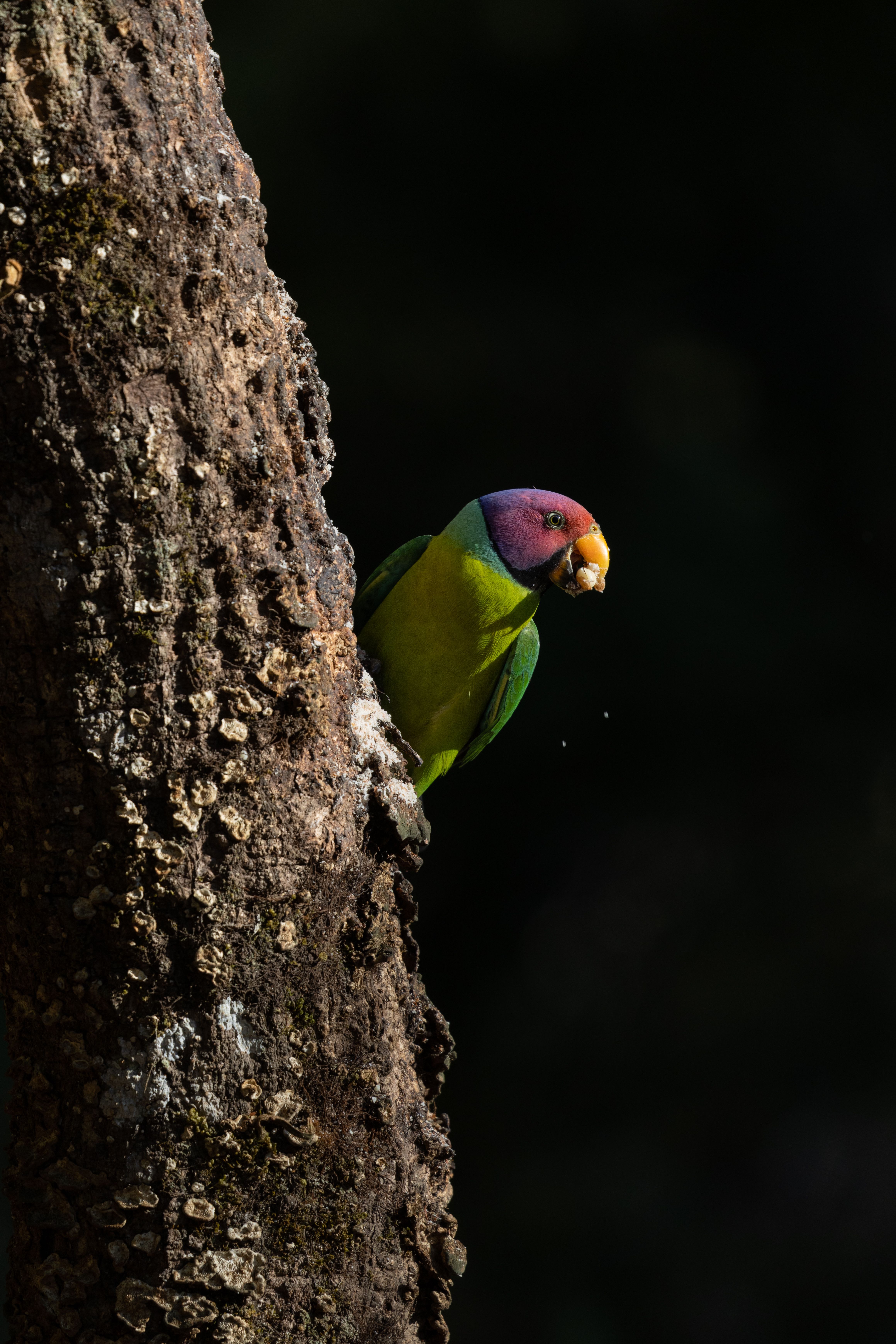 Colorful Parrot on a Tree in the Dark · Free Stock Photo